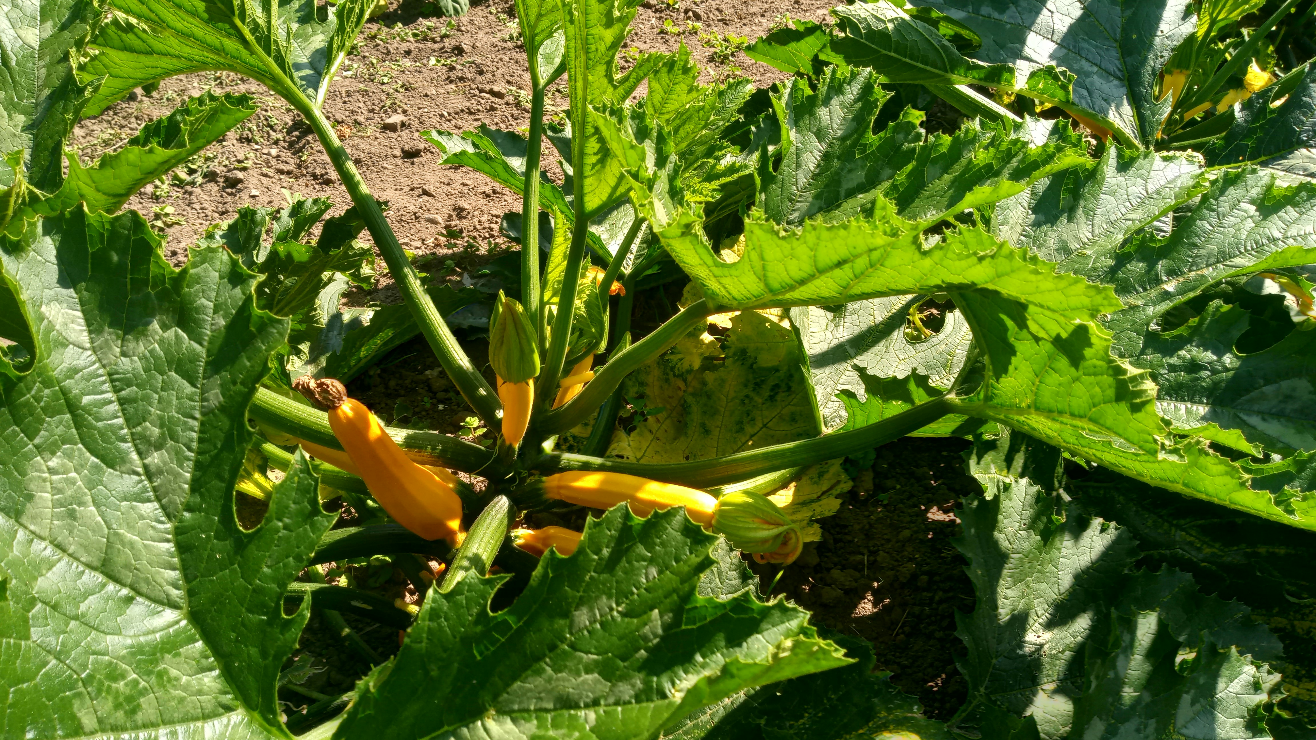 Yellow summer squash growing on a leafy plant in a garden