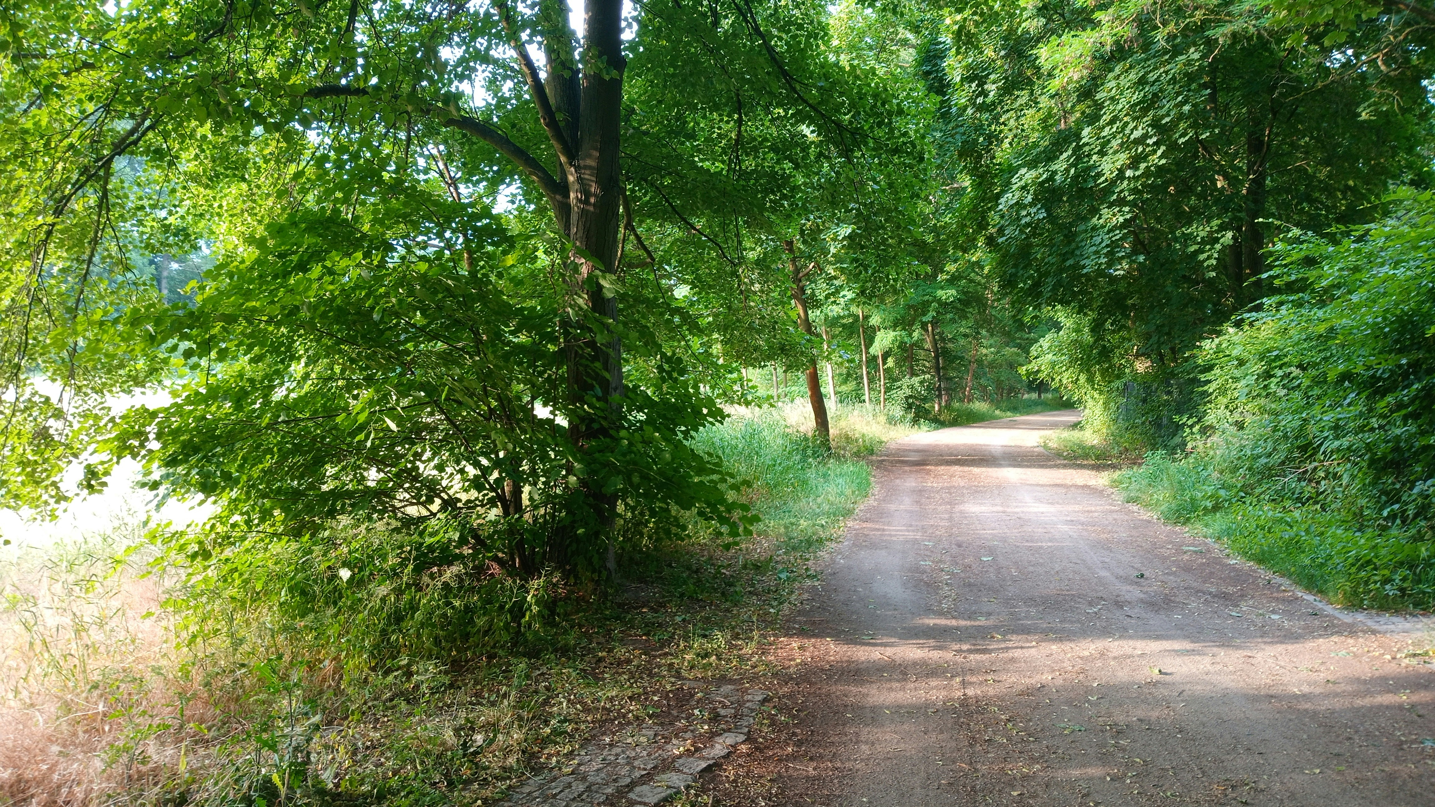 A dirt path winding through a lush green forest with dappled sunlight