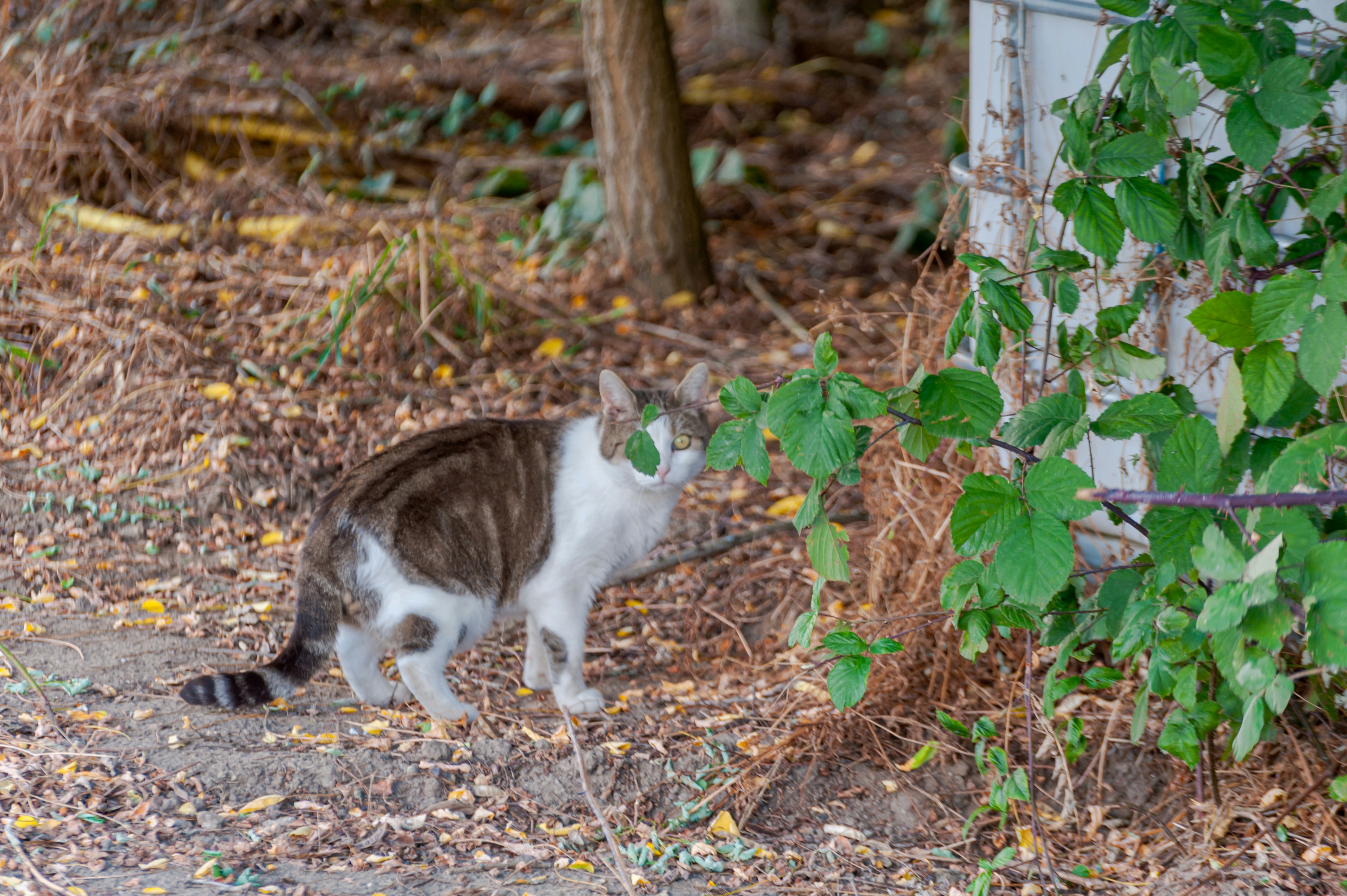 Curious Cat in a Sunlit Garden Corridor
