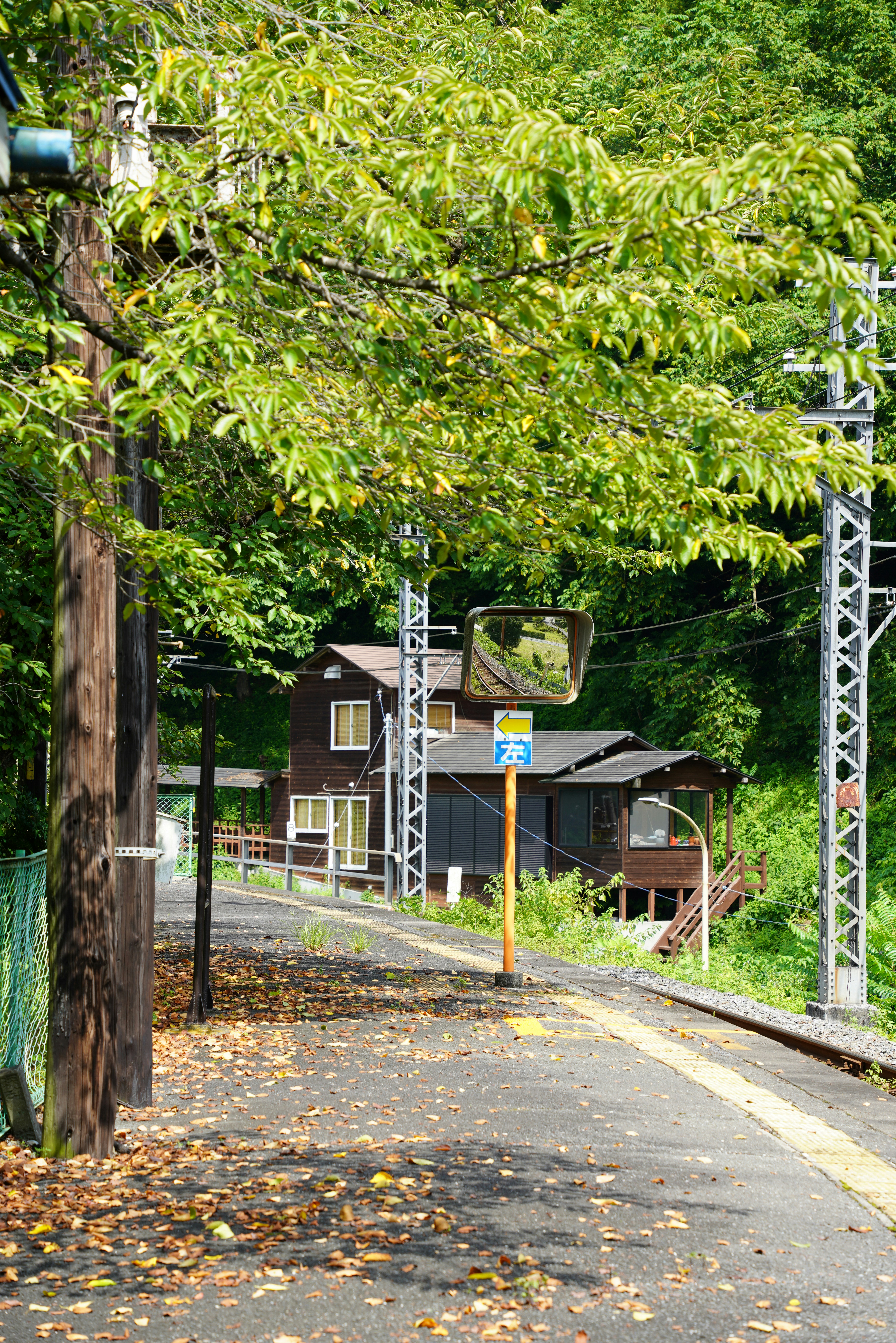 Quiet Rail Stop Beneath Green Canopy