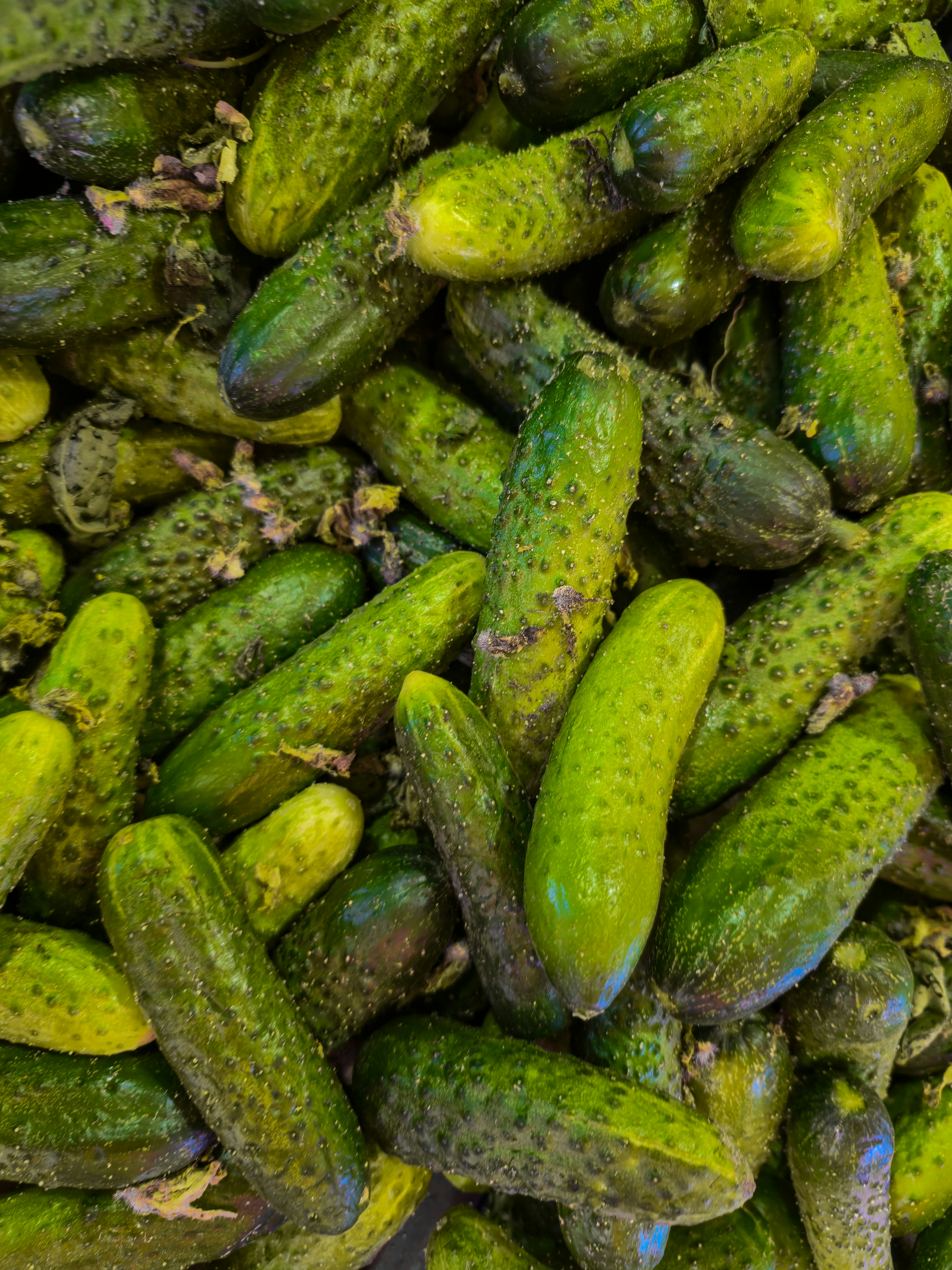 Pool of Pickled Greenies: A Close Stack of Cucumbers