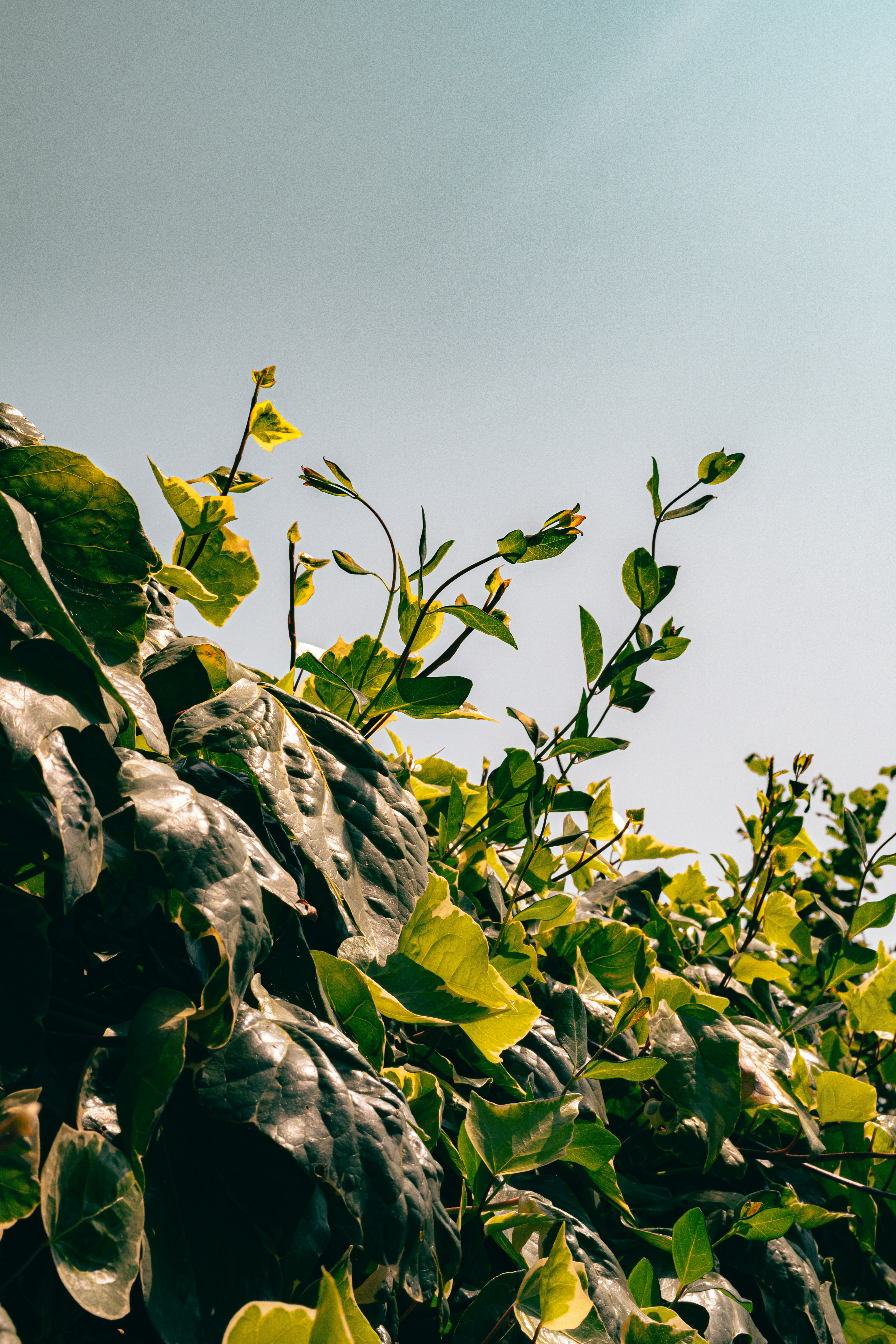 Sunlit Green Veil: A Close-Up of Dense Foliage Against Clear Sky
