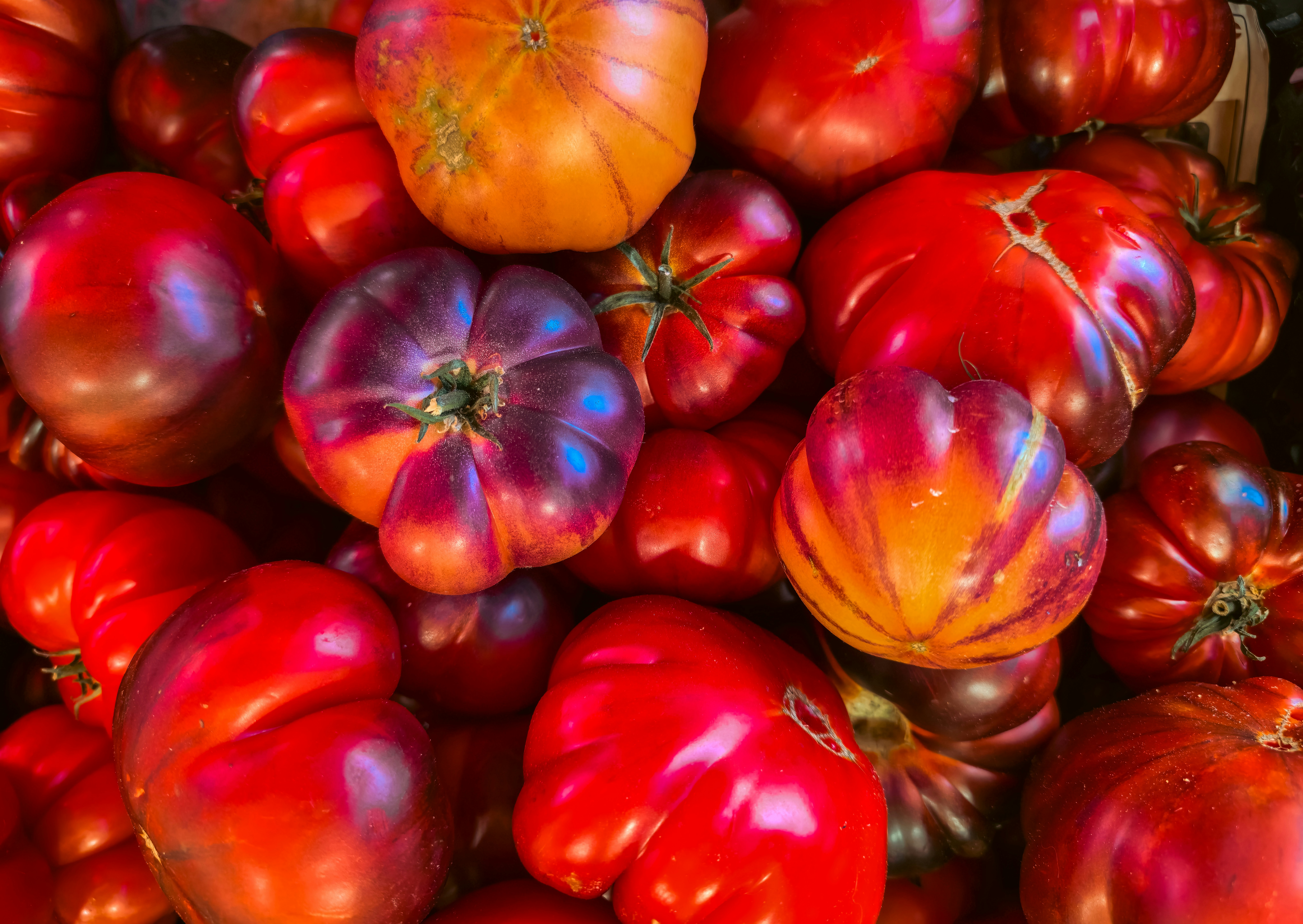 Crimson Harvest: A Mosaic of Juicy Heirloom Tomatoes