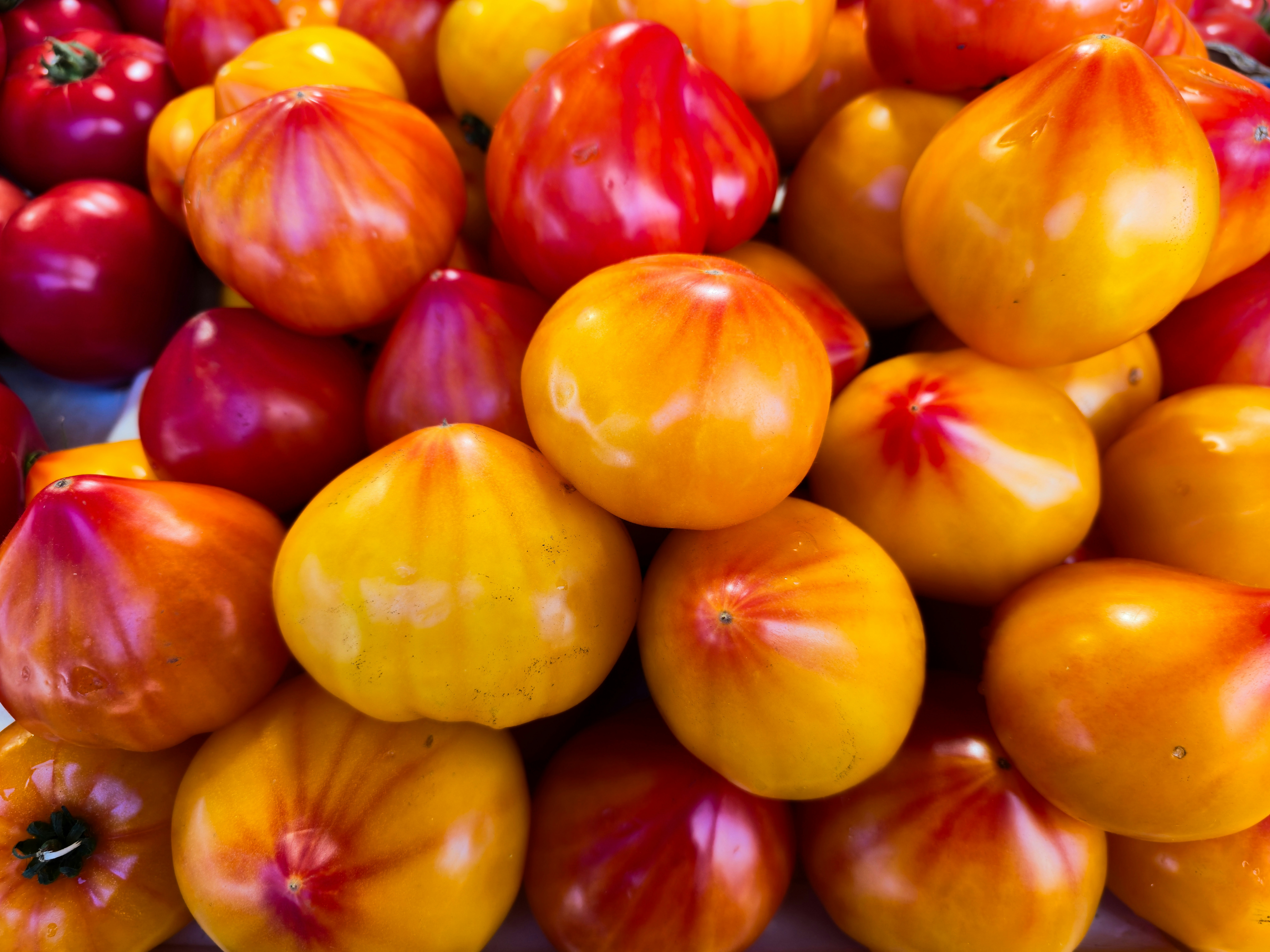 Seasonal Heap: A Burst of Golden and Ruby Tomatoes