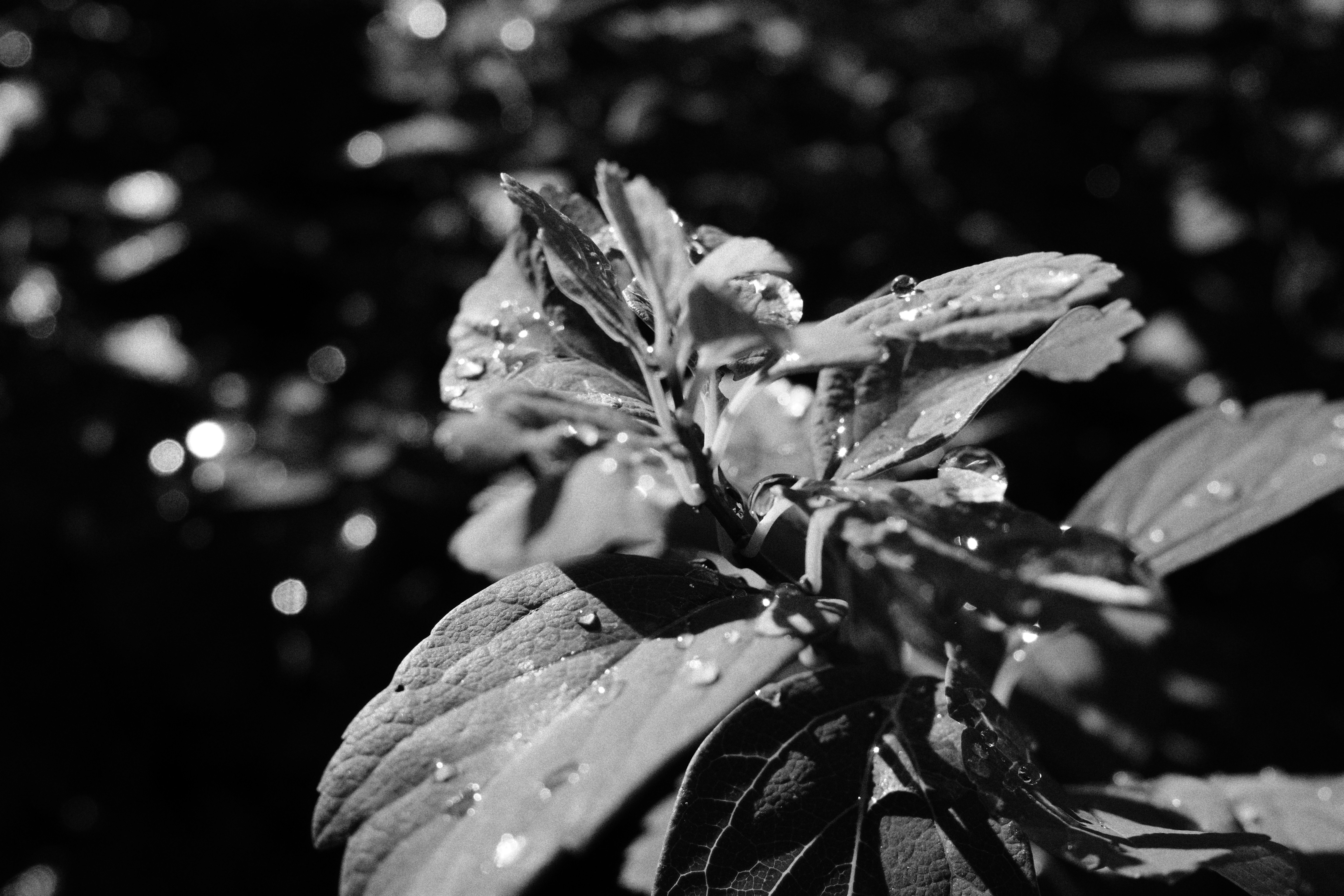 Droplets on a Quiet Leaf: Mono Light in a Garden Moment