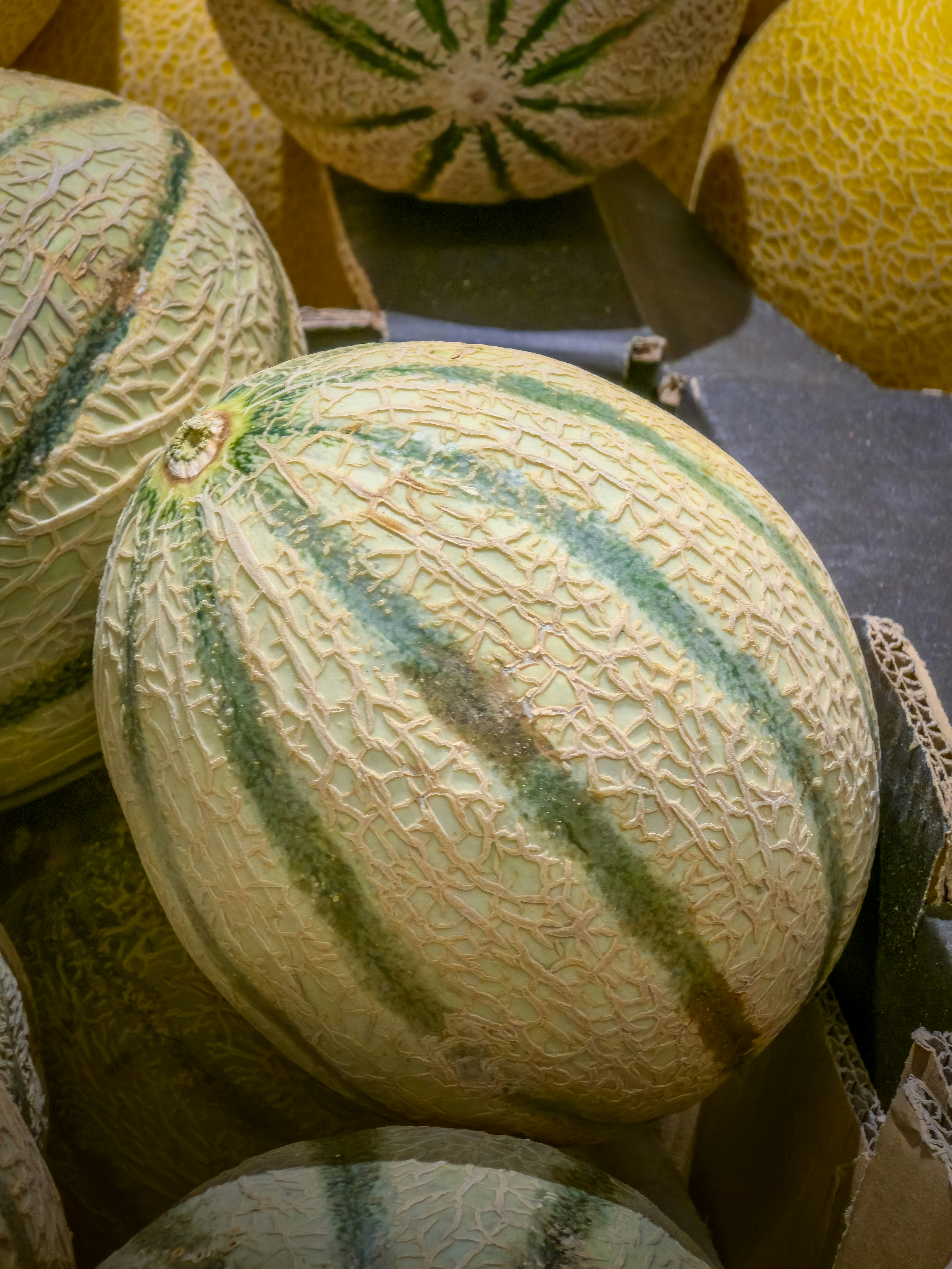 Striated cantaloupe field: a close view of textured rind and green lasered stripes