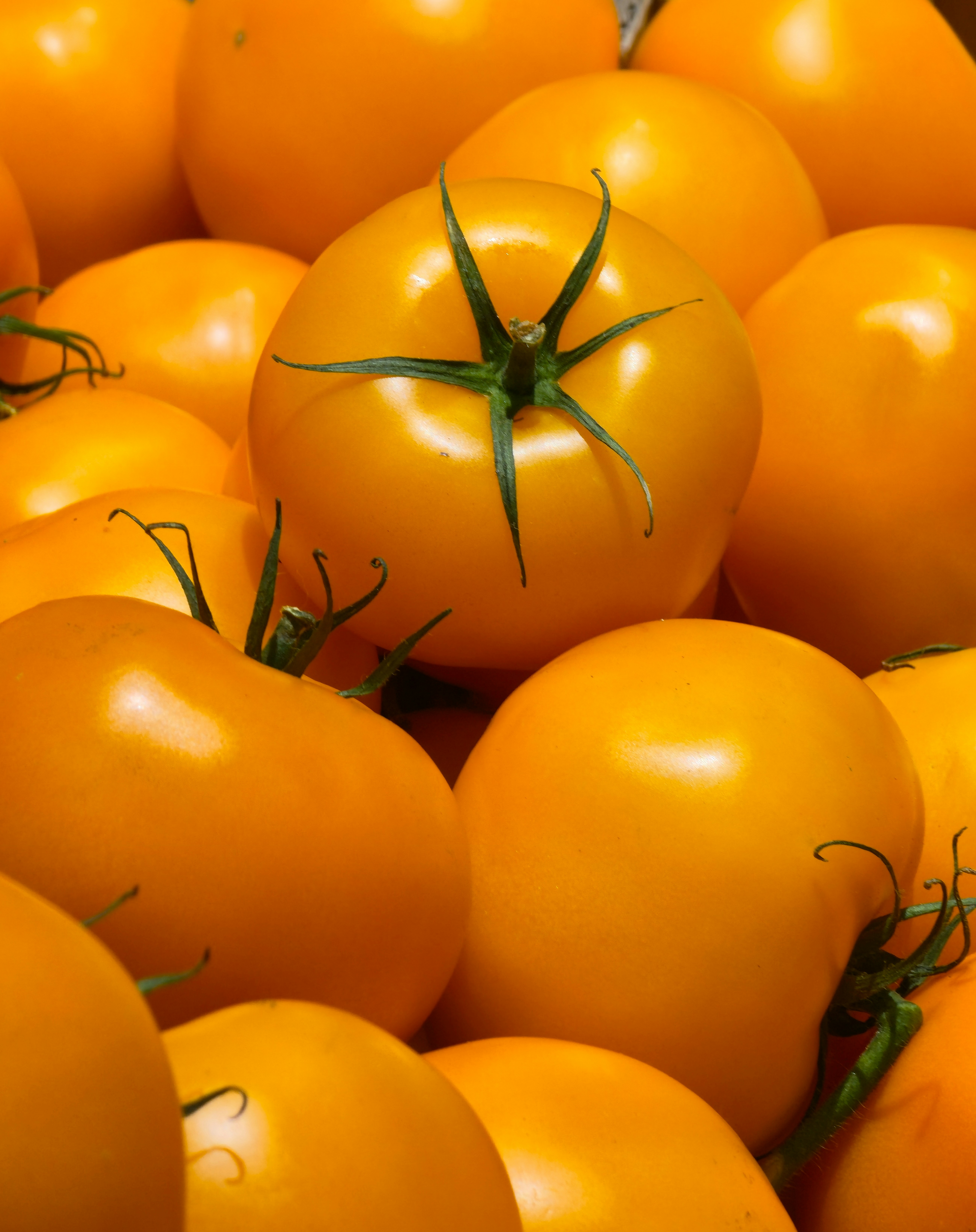 Vibrant Orange Tomatoes: Close-Up of Sun-Kissed Bunches