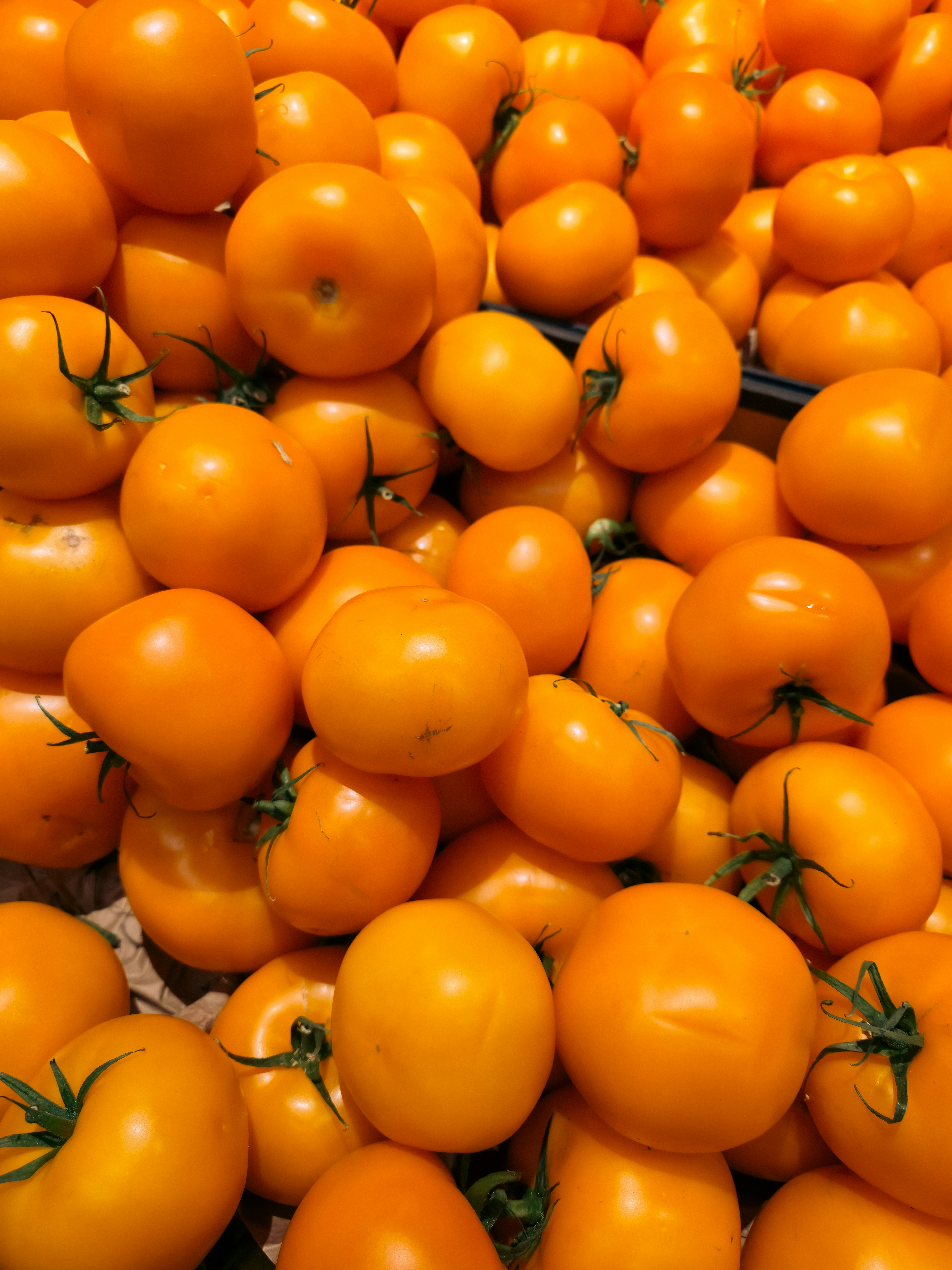 Sunlit Orange Harvest: A Sea of Glossy Tomatoes