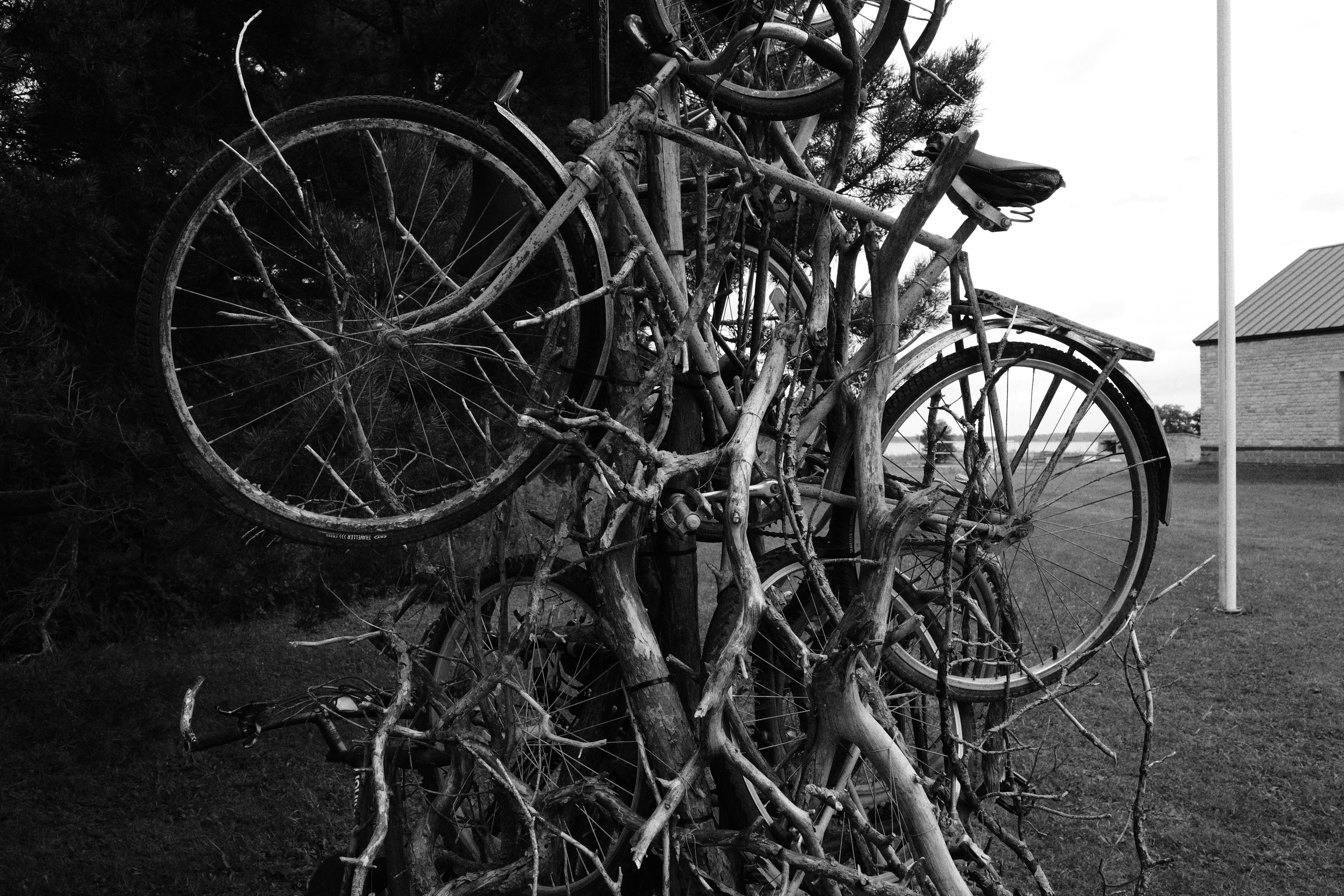 Roots of Steel: A Monochrome Tangle of Bicycles