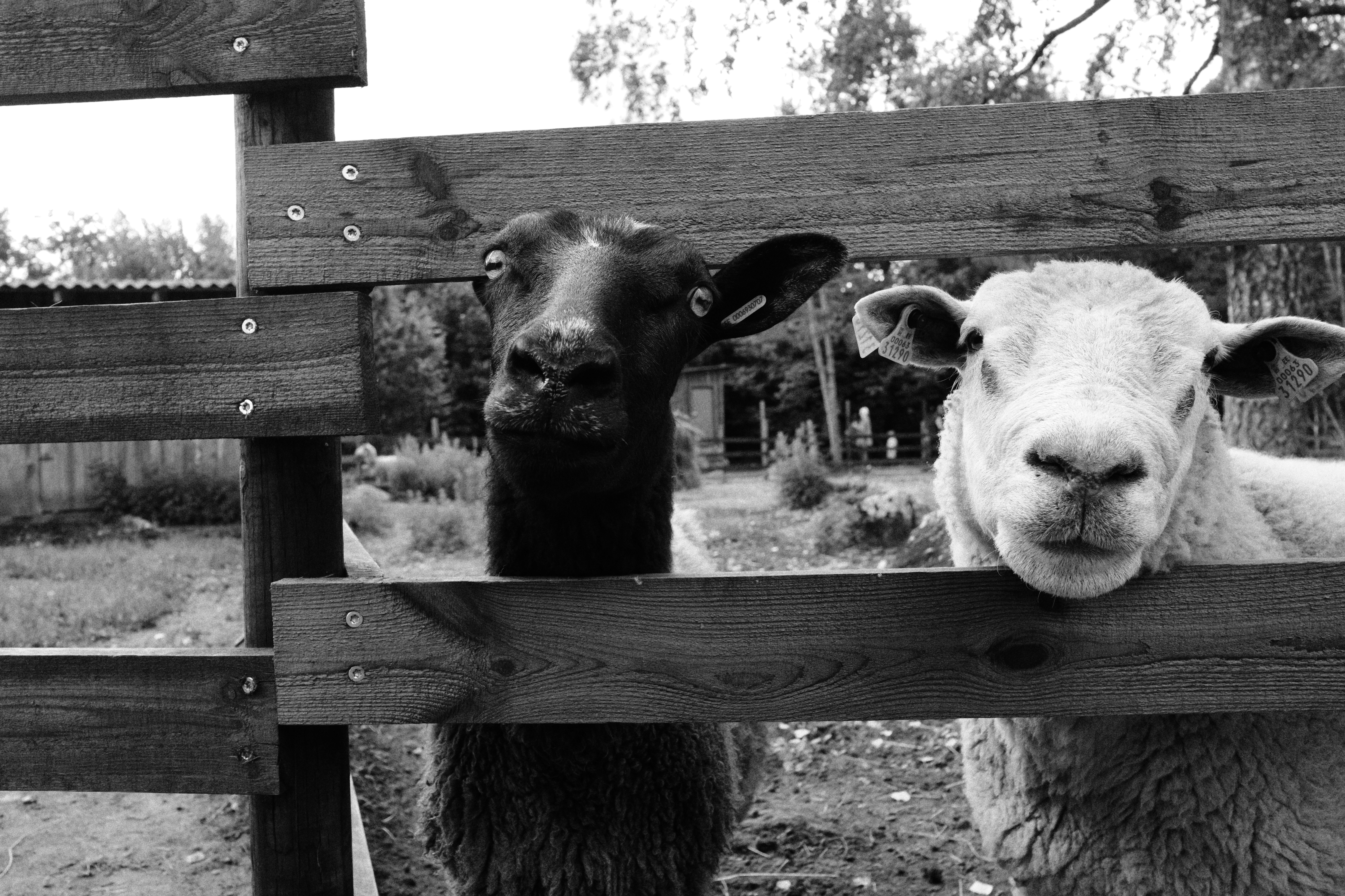 Two curious sheep peer over a rustic wooden fence