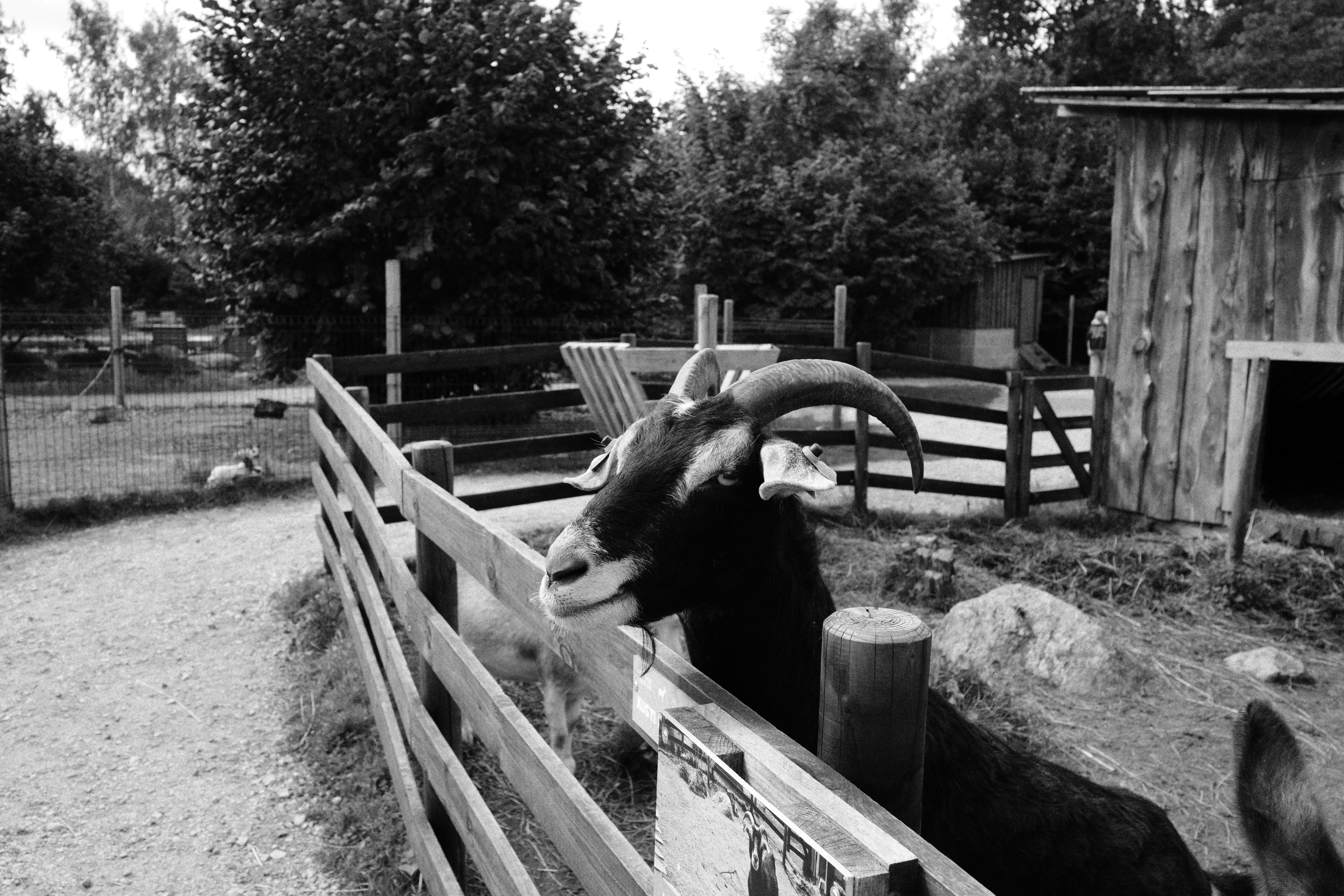 Black-and-white image of a goat leaning over a wooden fence at a farm, with a rustic shed and trees in the background.