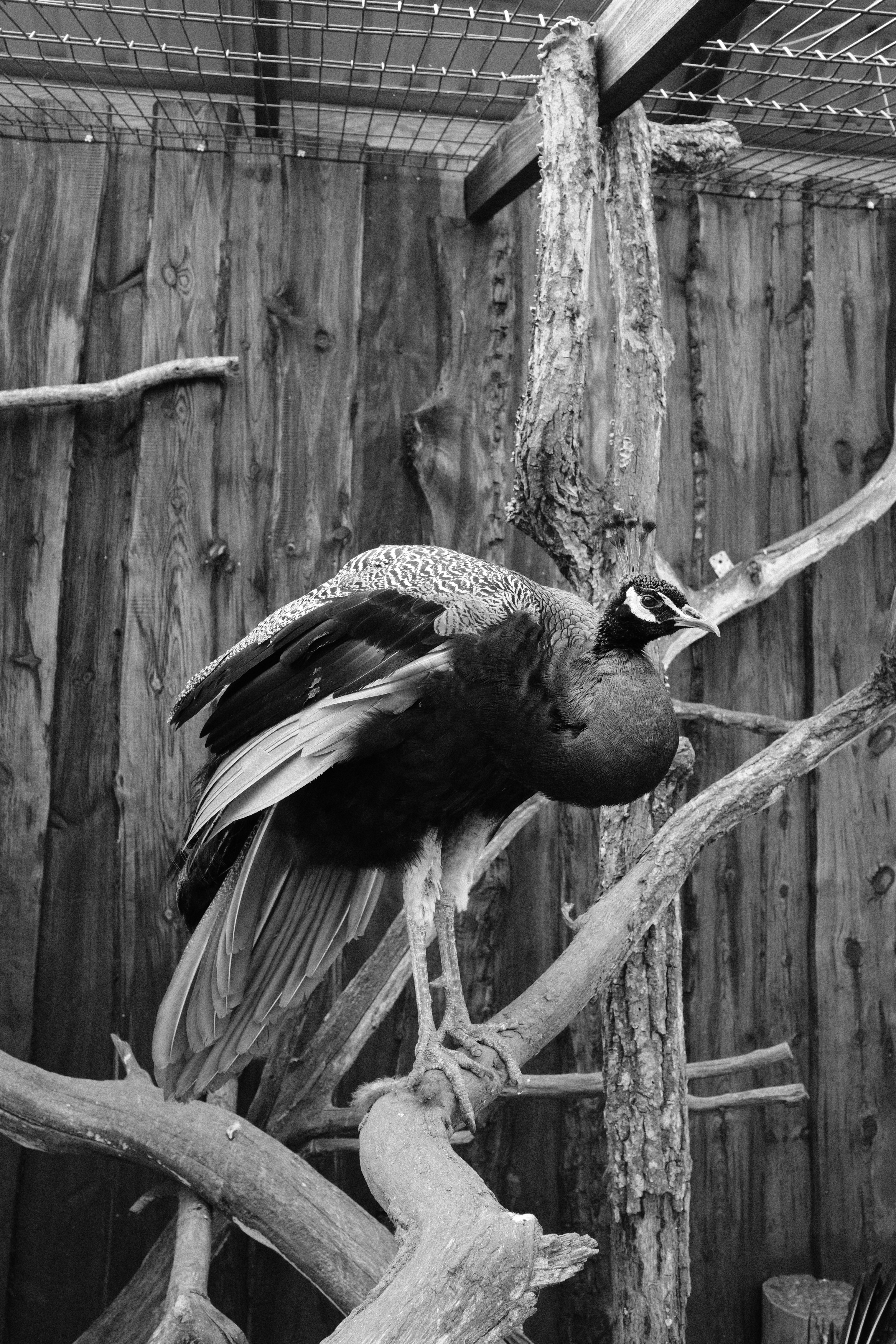 Wild Crane on a Weathered Branch Amid Wooden Fences