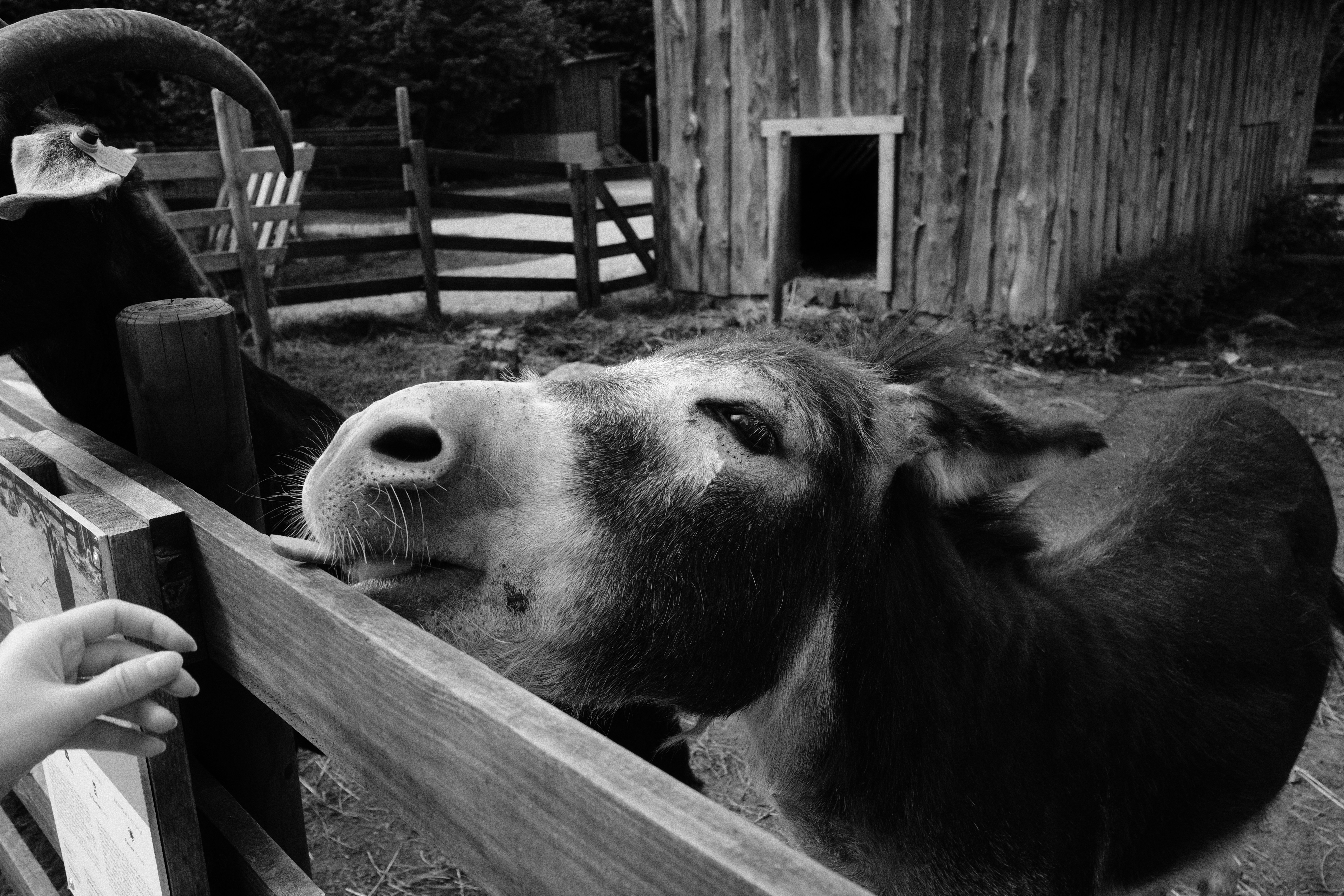Curious Nose Over the Fence: A Gentle Farm Interaction