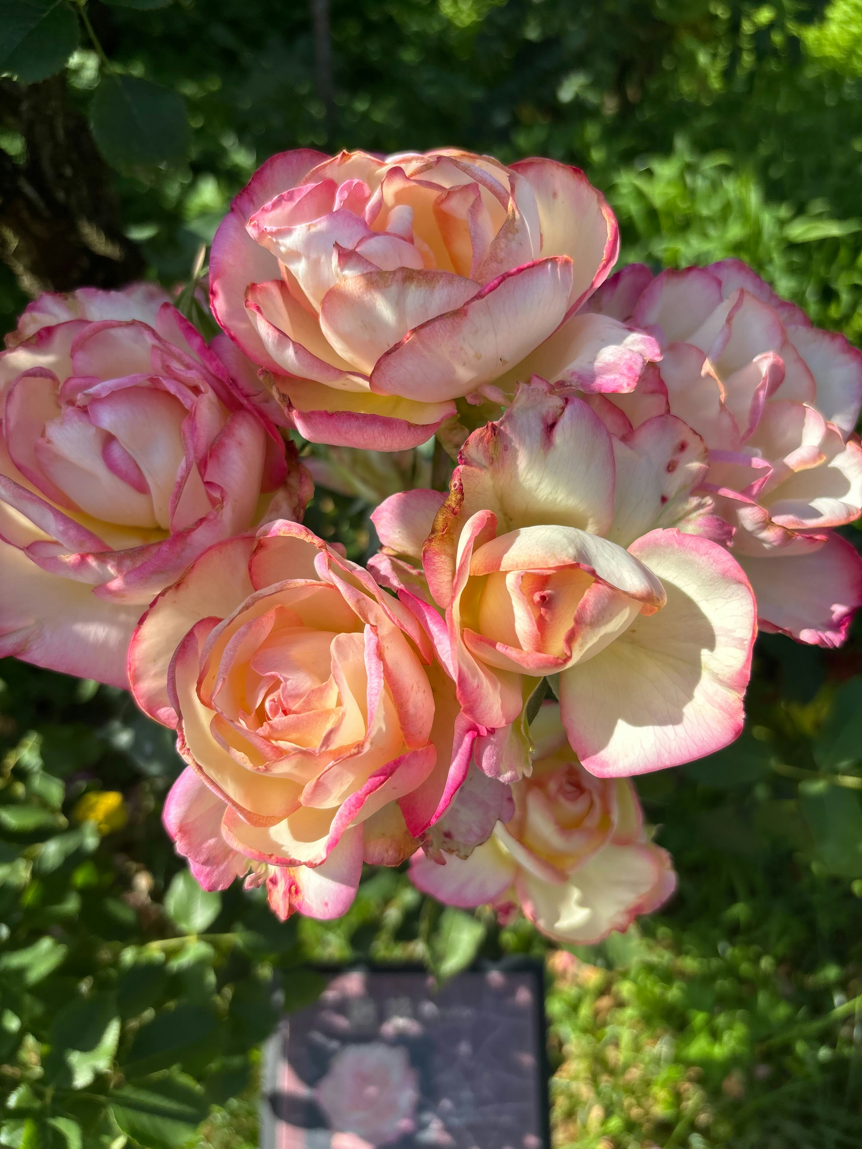 Peony-pink Roses in Sunlit Garden