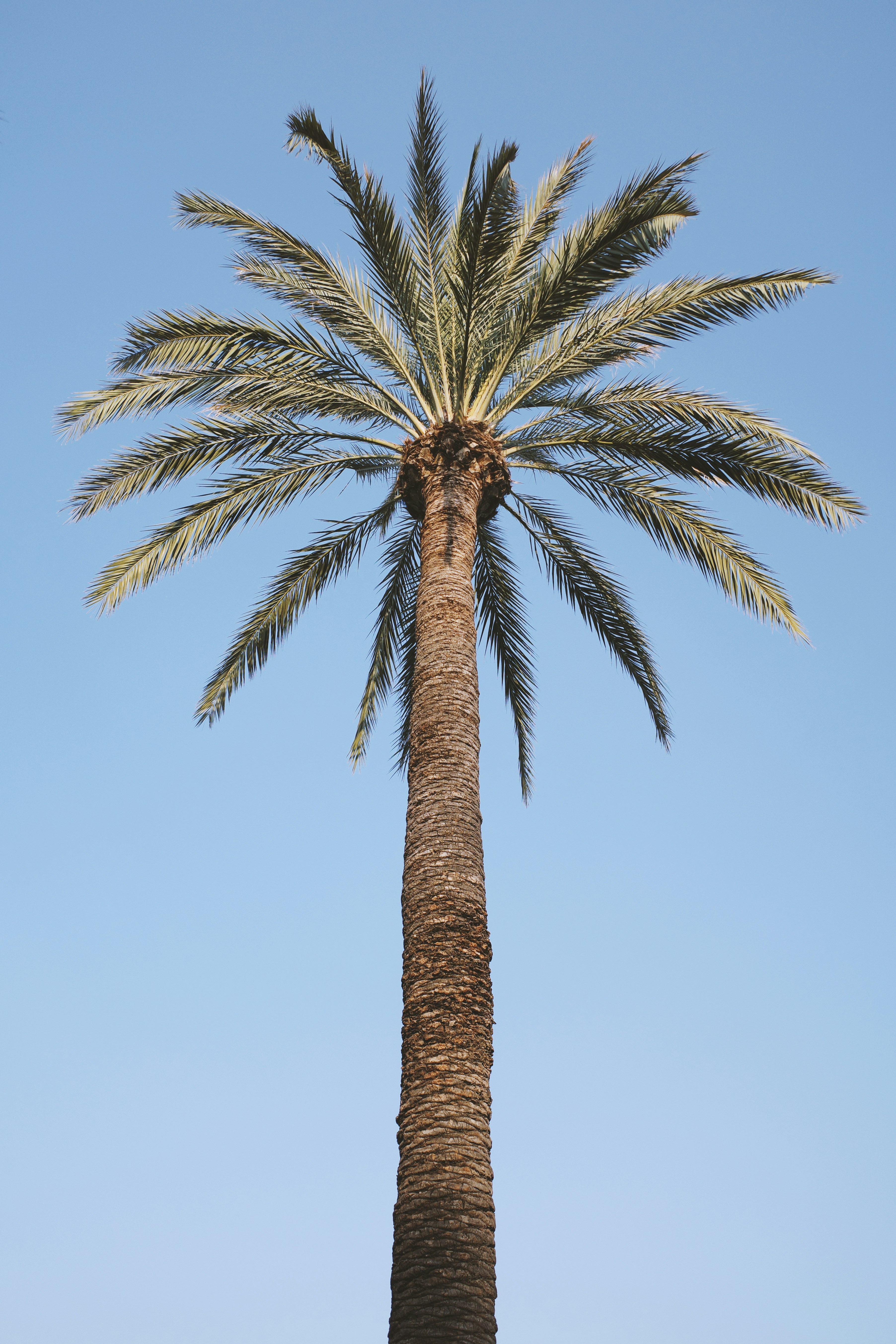 Skyward Palm: Centered Tray of Fronds Against a Clear Blue