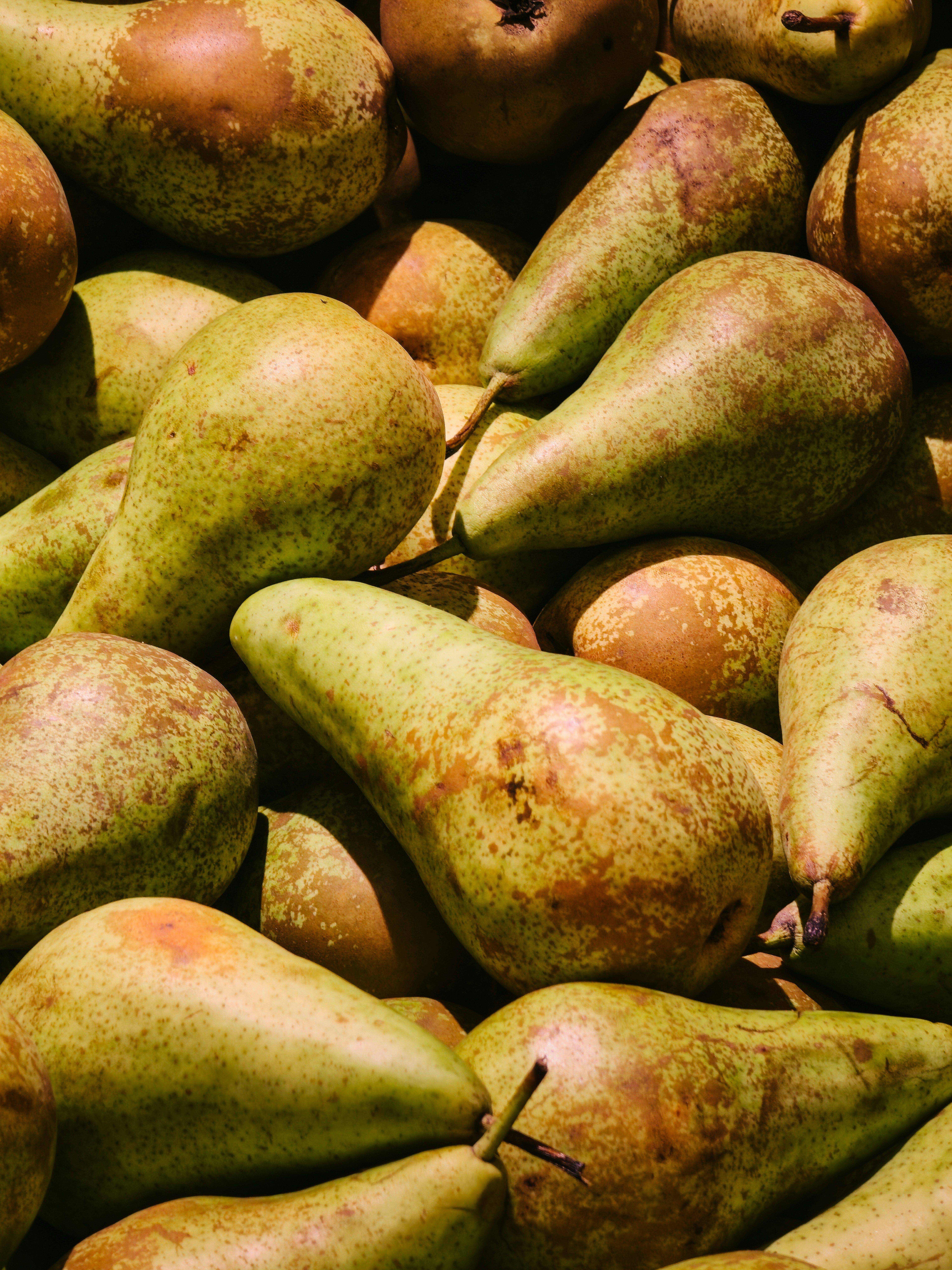 Golden-green Pears Piled in Sunlit Harvest