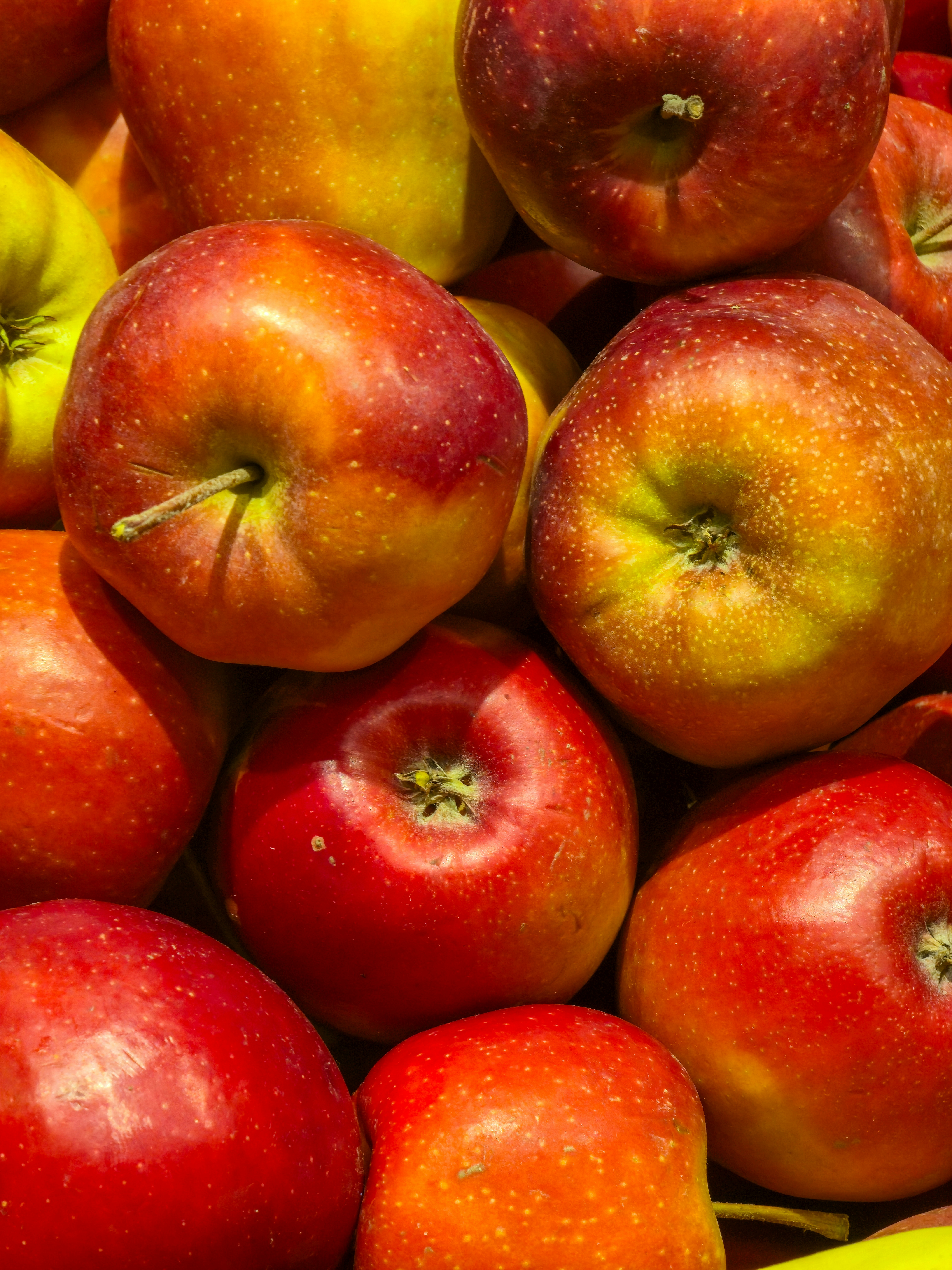 Sunlit Orchard Orbs: A Burst of Red and Gold Apples