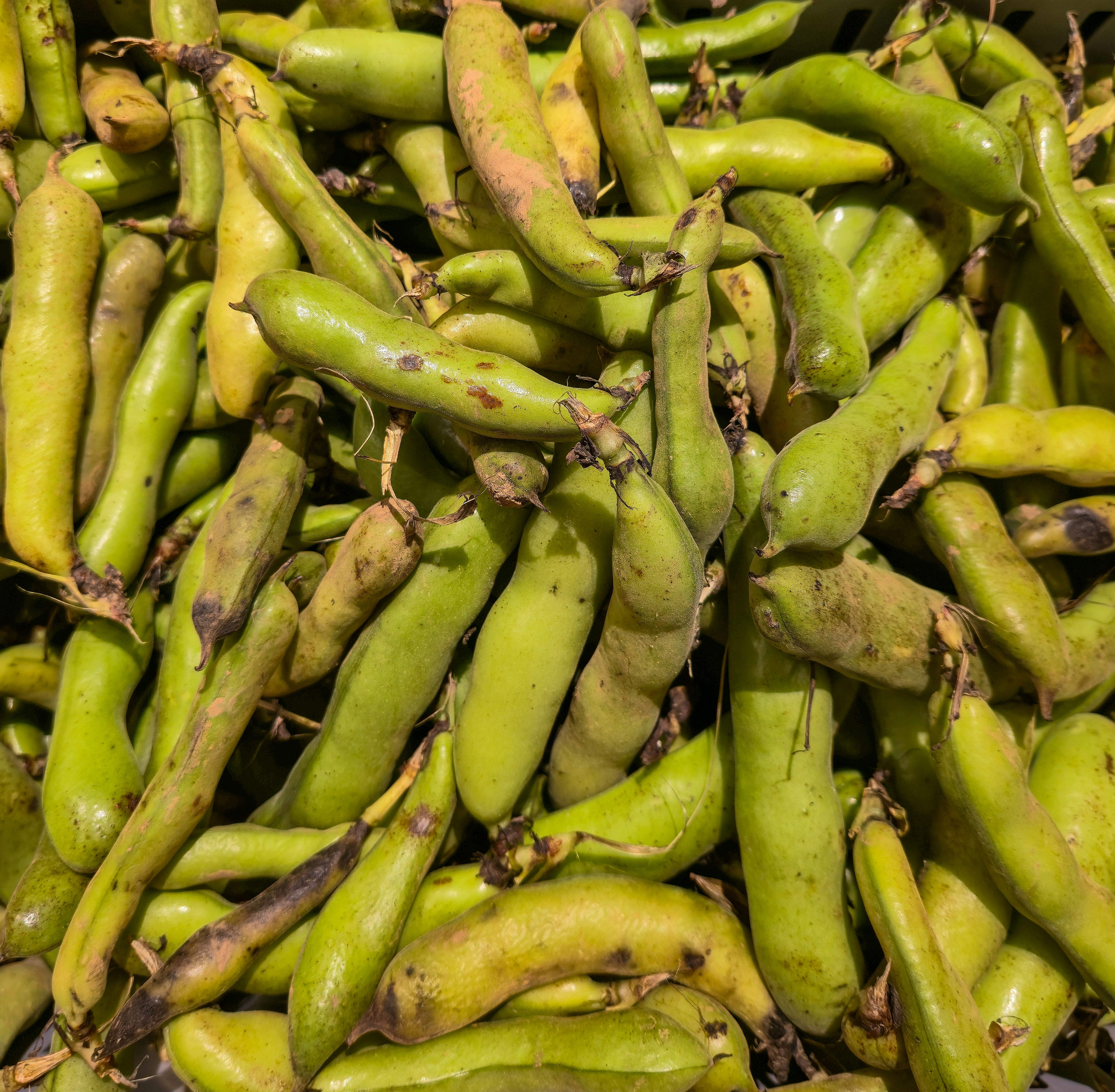 Green Soybeans in a Heap: A Tangle of Fresh Pods