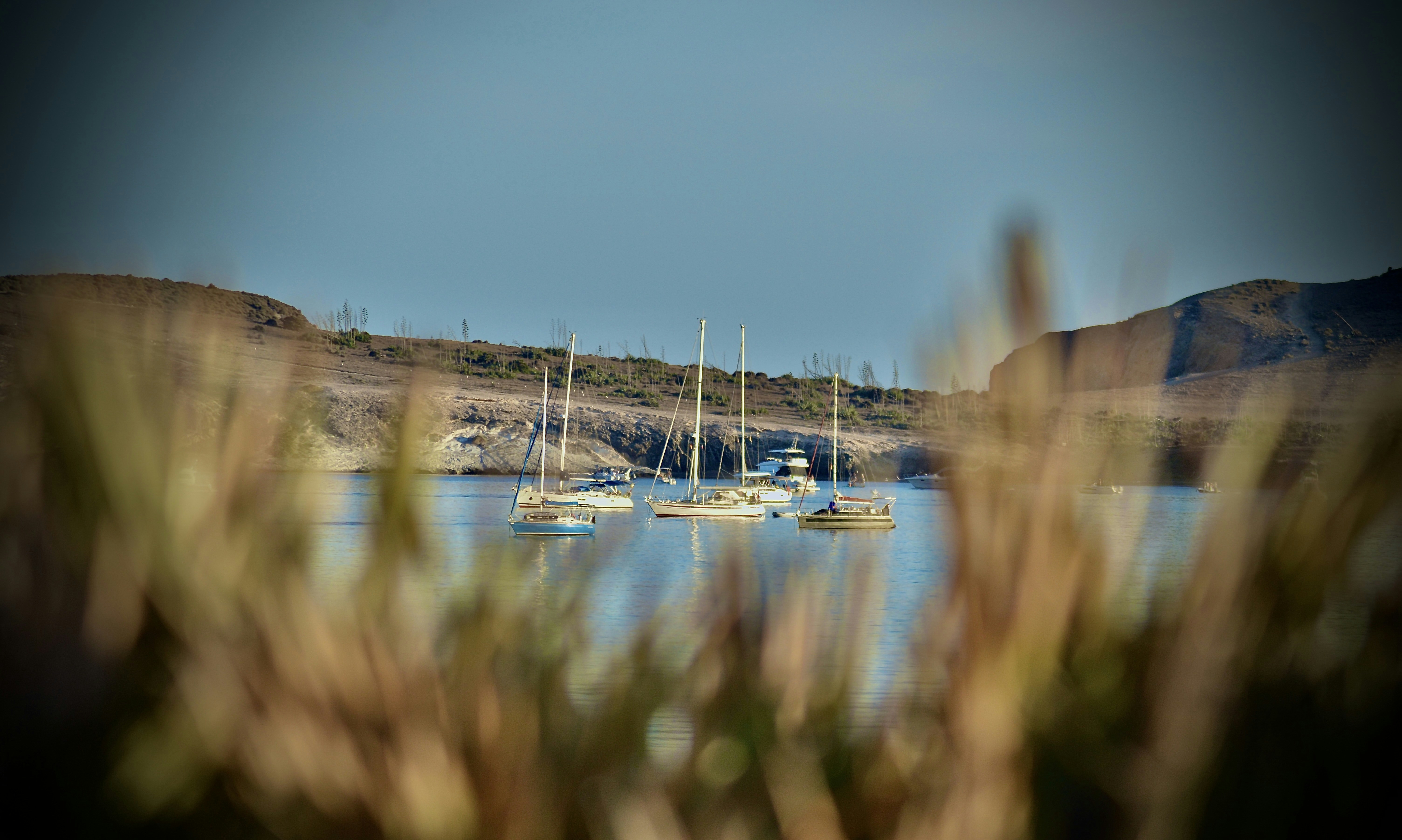Harbor Boats Danced into Blur: A View Through Tall Grass