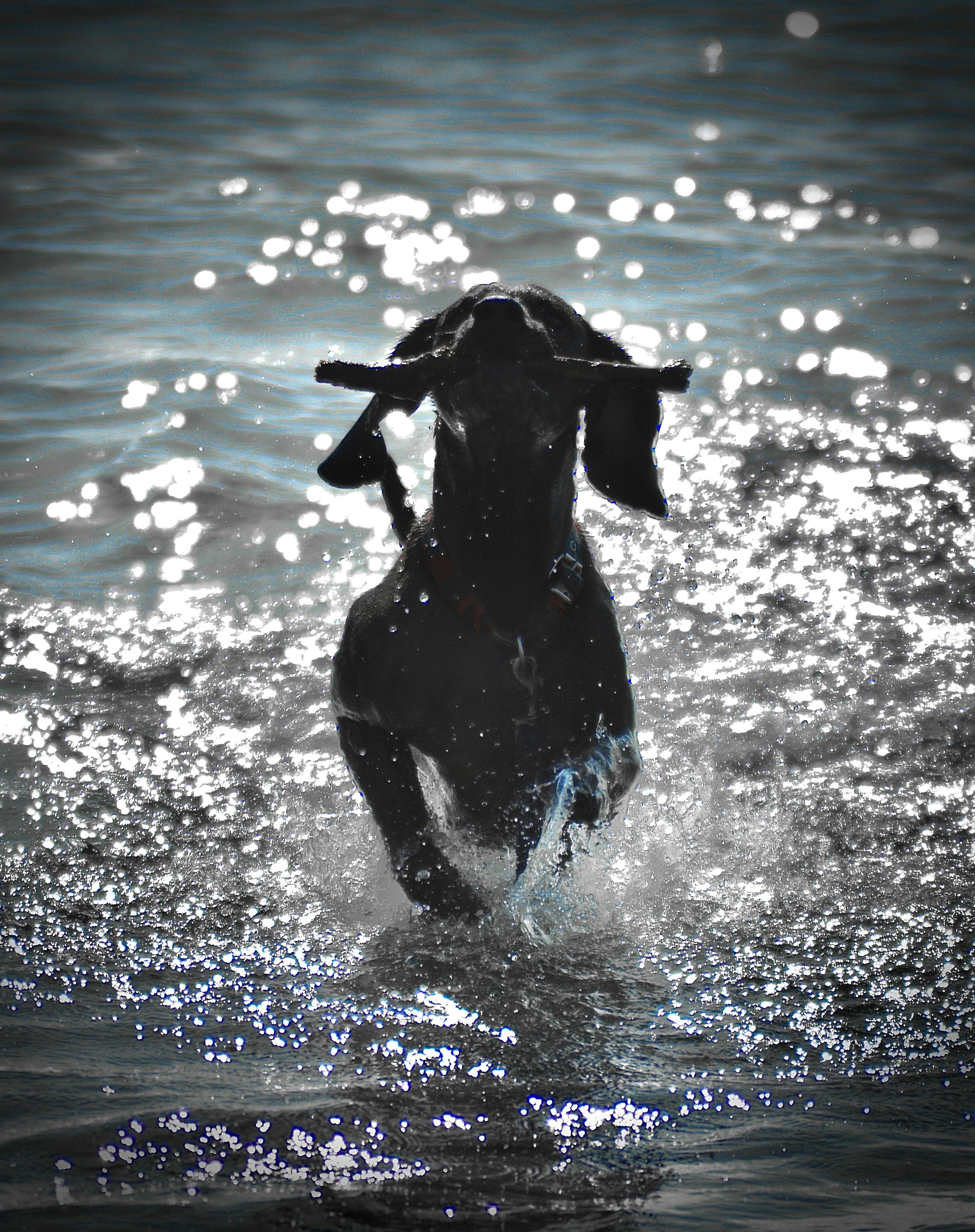 Leap of a Silhouette: A Dog Bounding Through Sparkling Sea spray