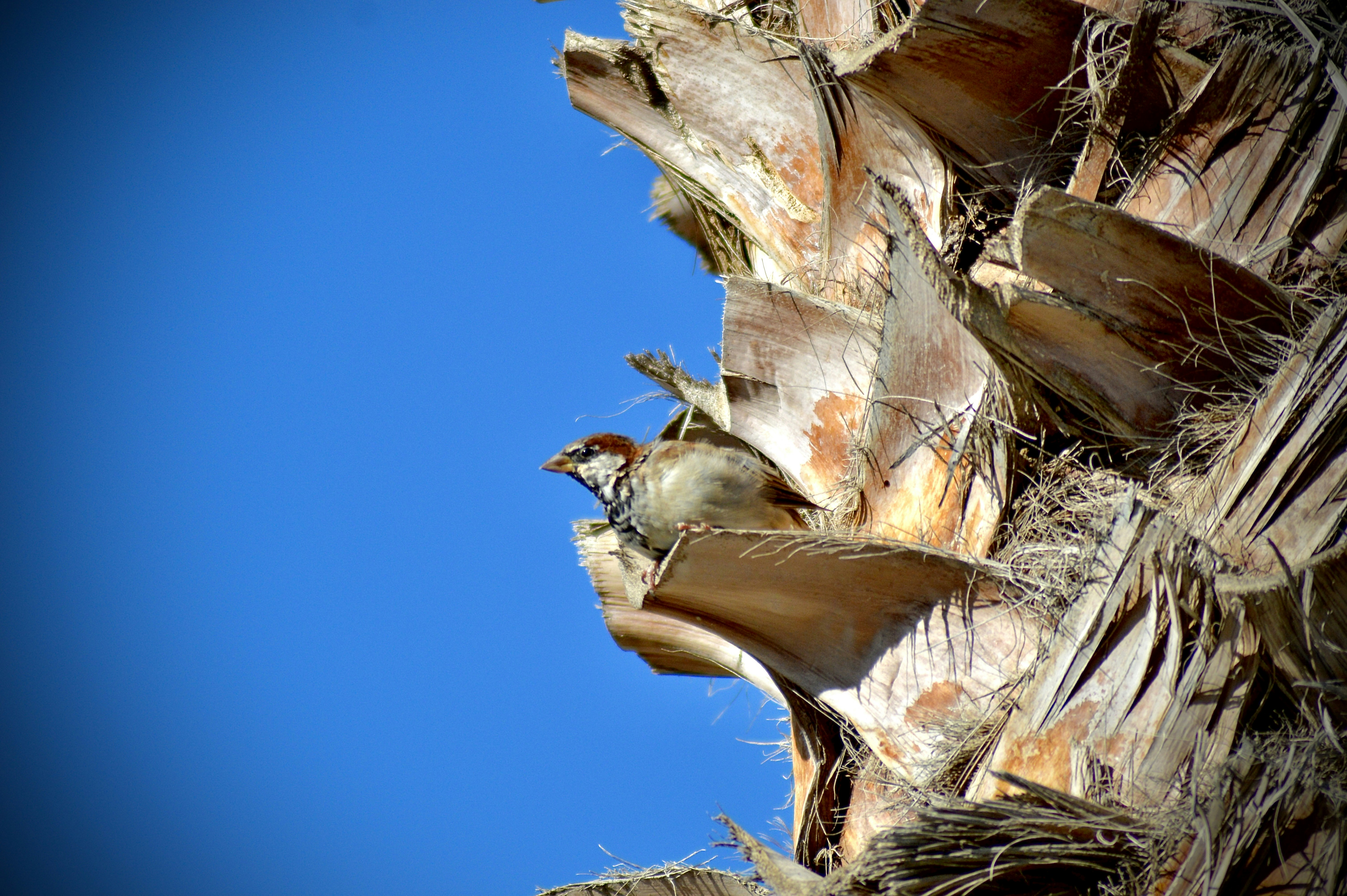 Bird perched amid sunlit bark against a cobalt sky