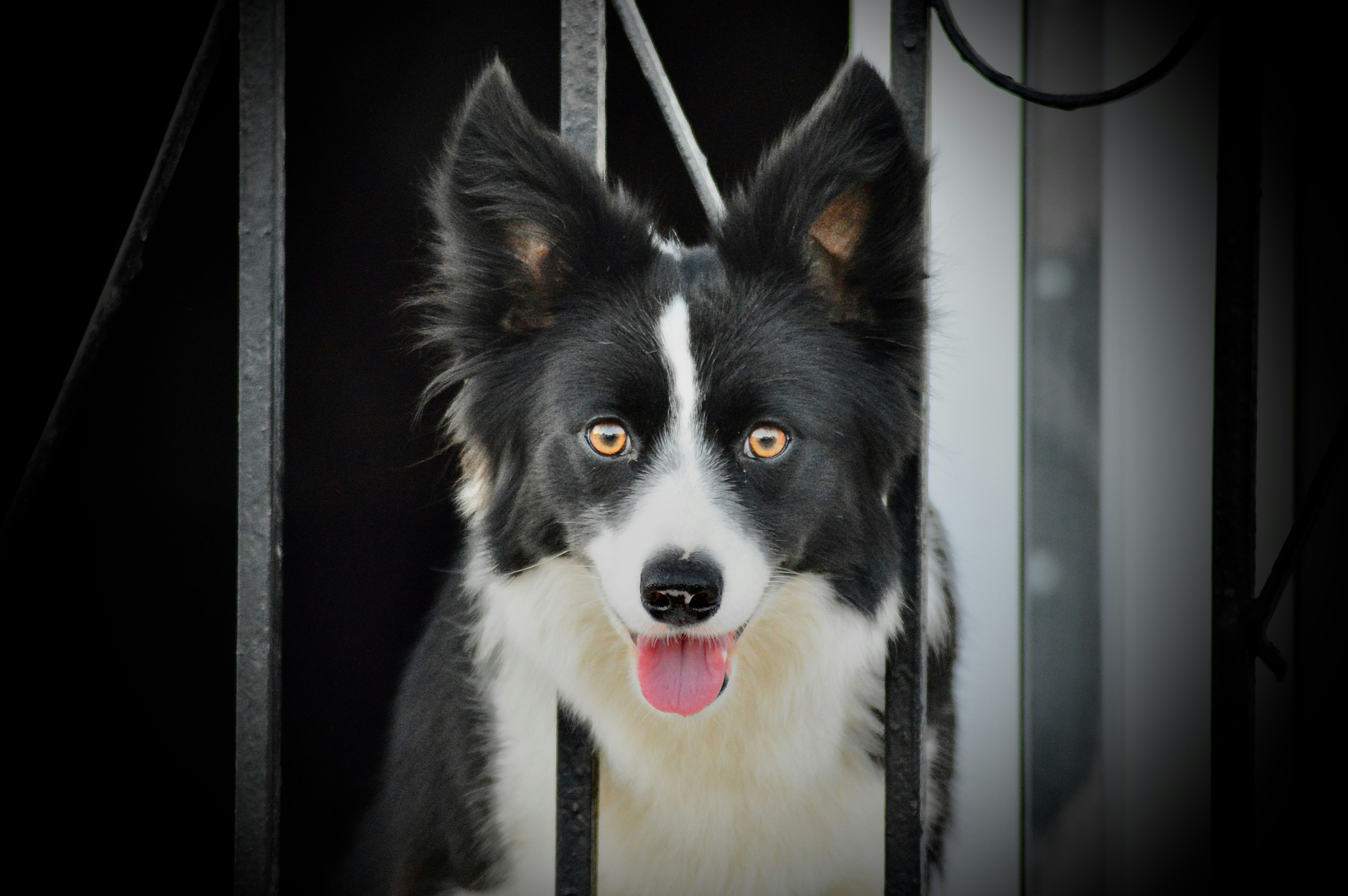 Bright-eyed Border Collie Gaze Through Vertical Bars