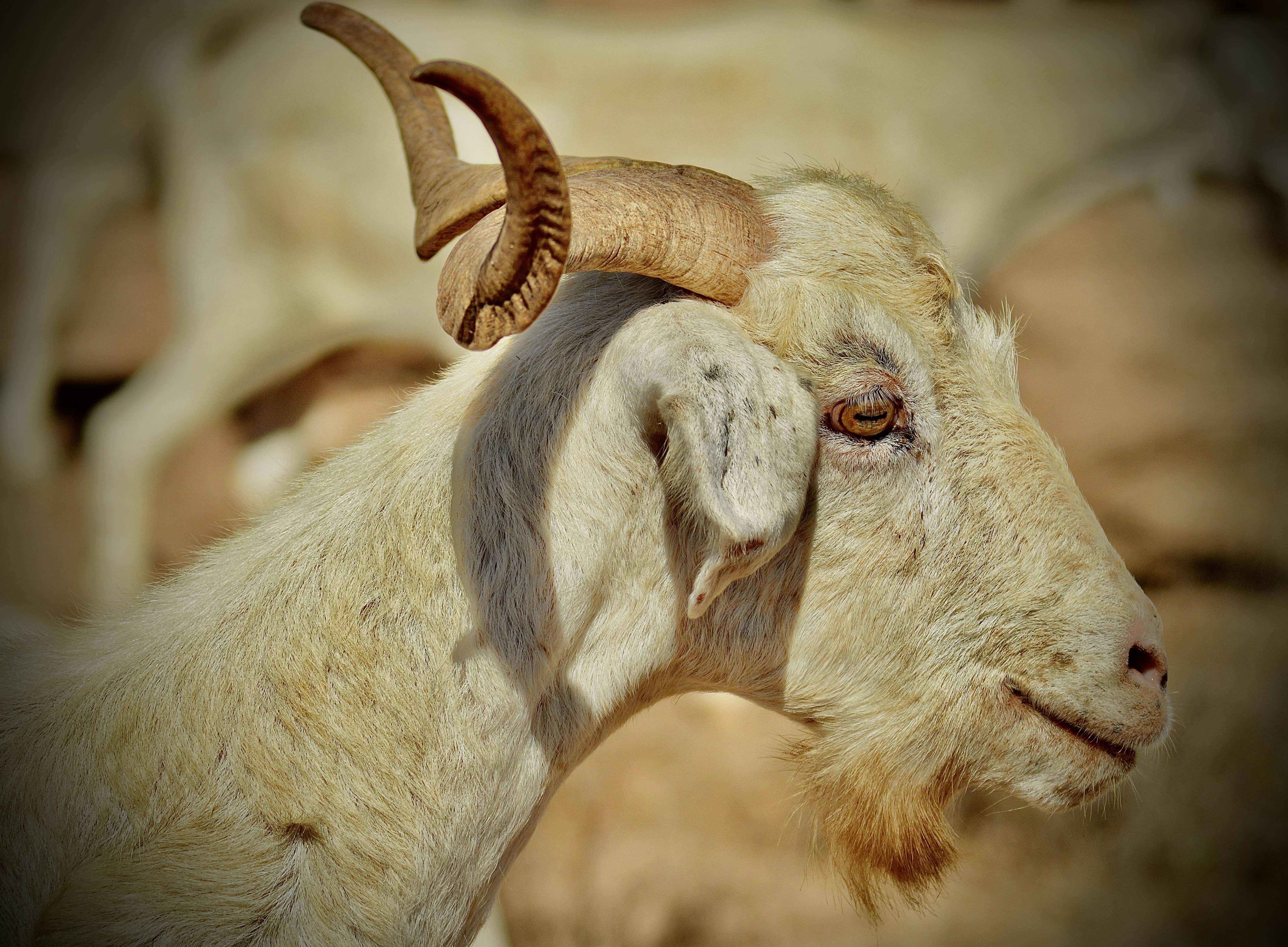 Curved Horns and Quiet Gaze: A Ram’s Portrait in Sunlit Silence