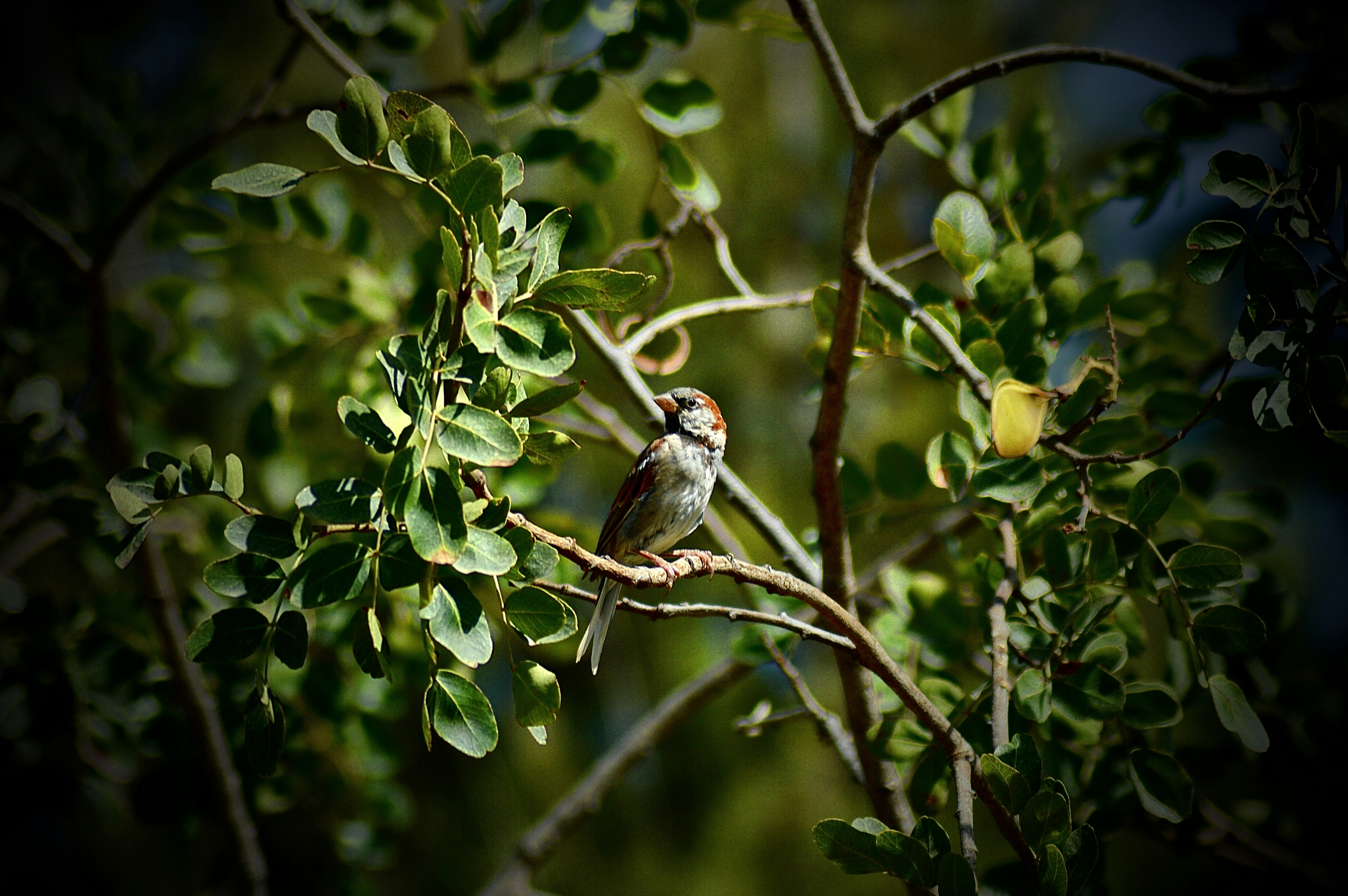 Tiny Flame in the Foliage: A Bird on a Quiet Branch
