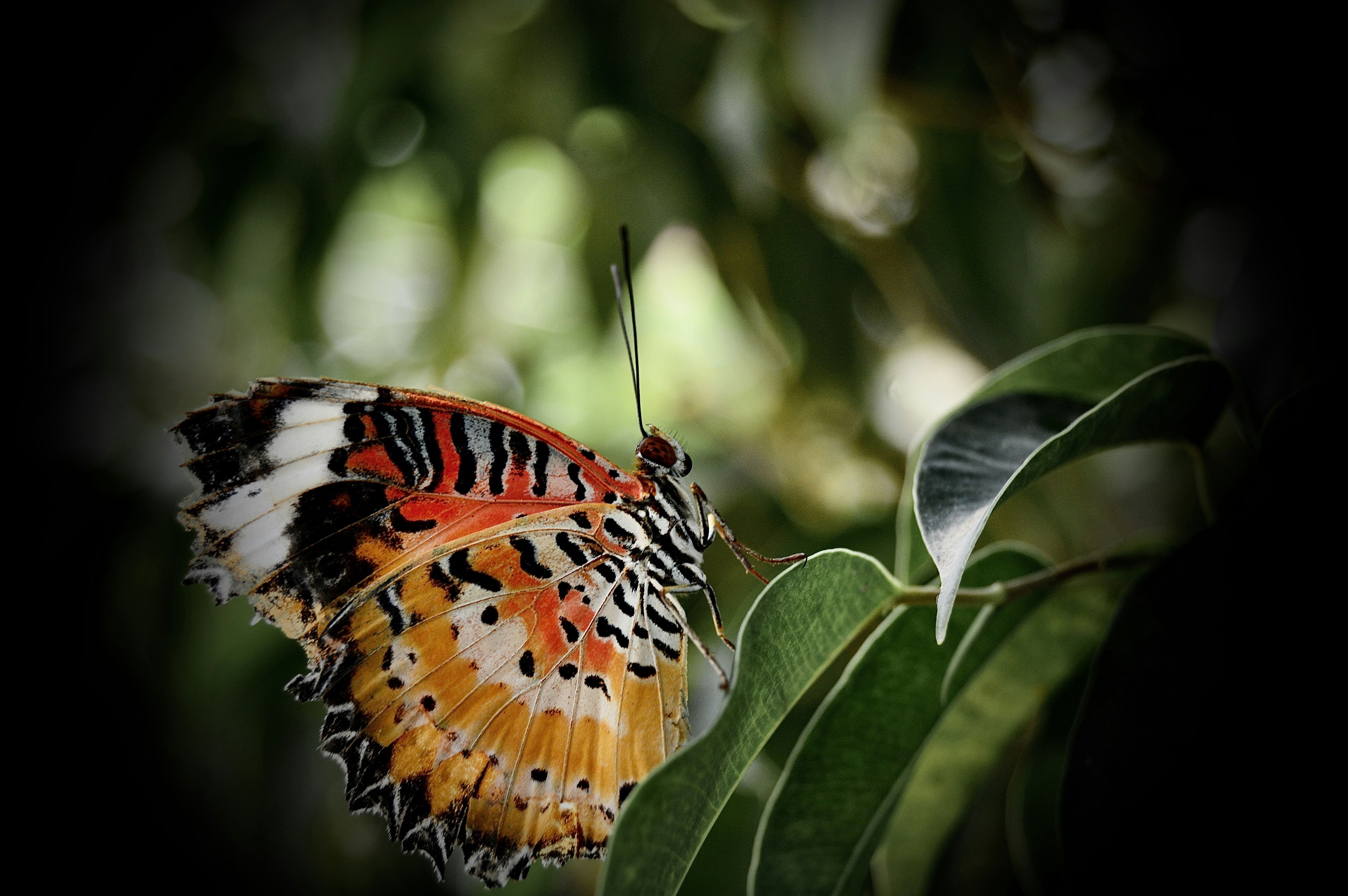 Vivid Monarch on Emerald Edge