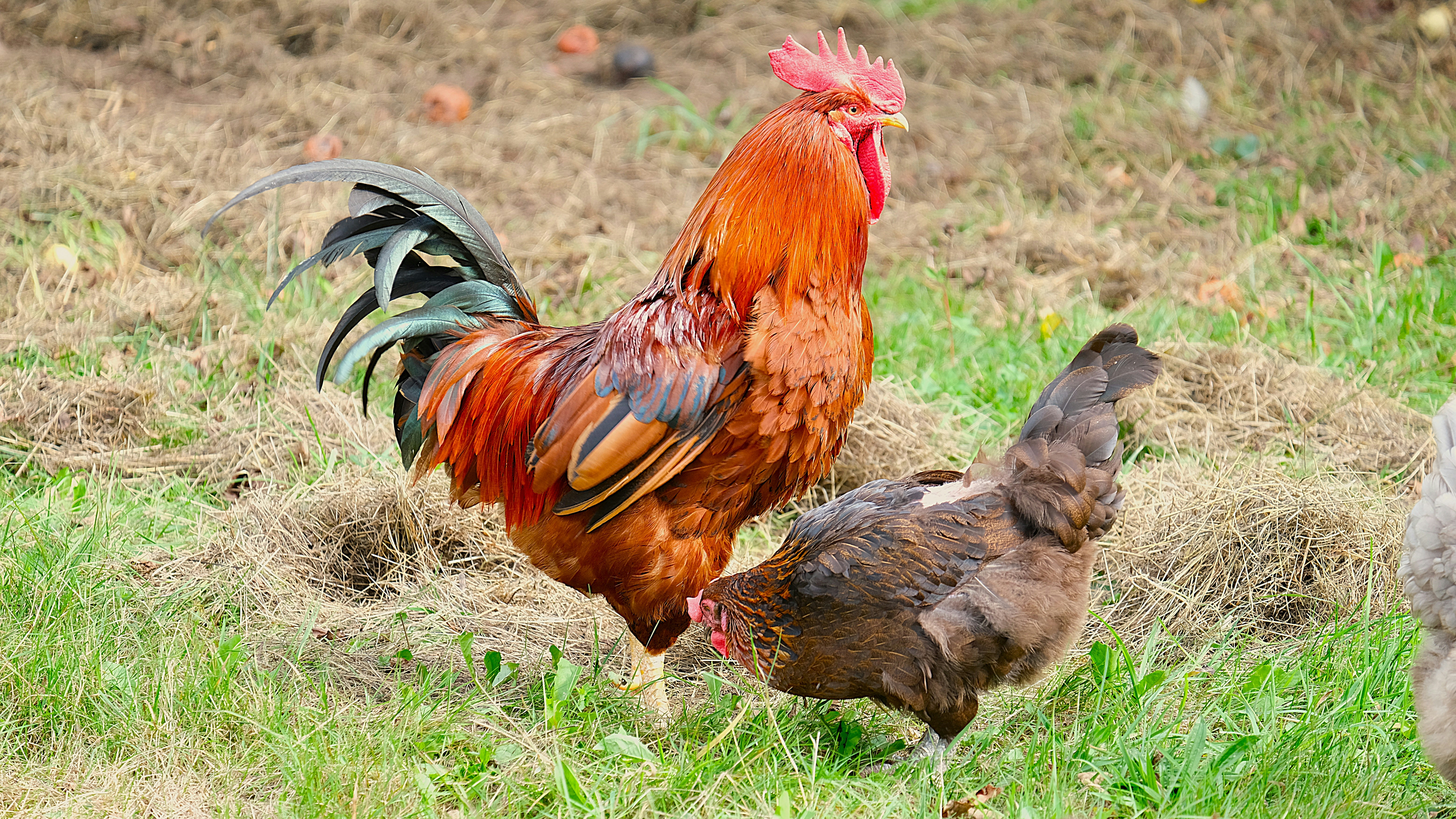 Cocked Crest: Roosters in a Quiet Yard