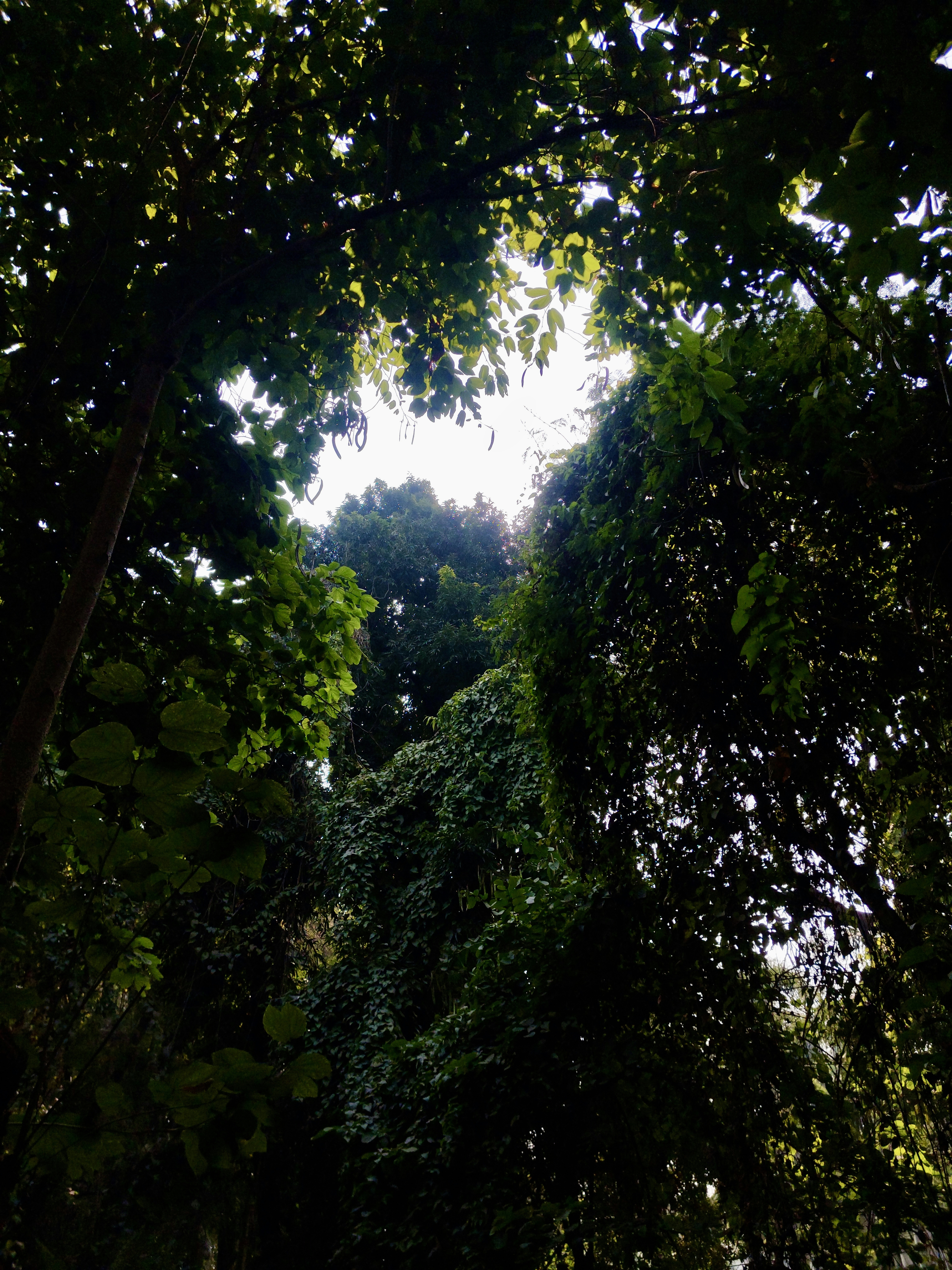 Sunlit Gap Through Verdant Canopy