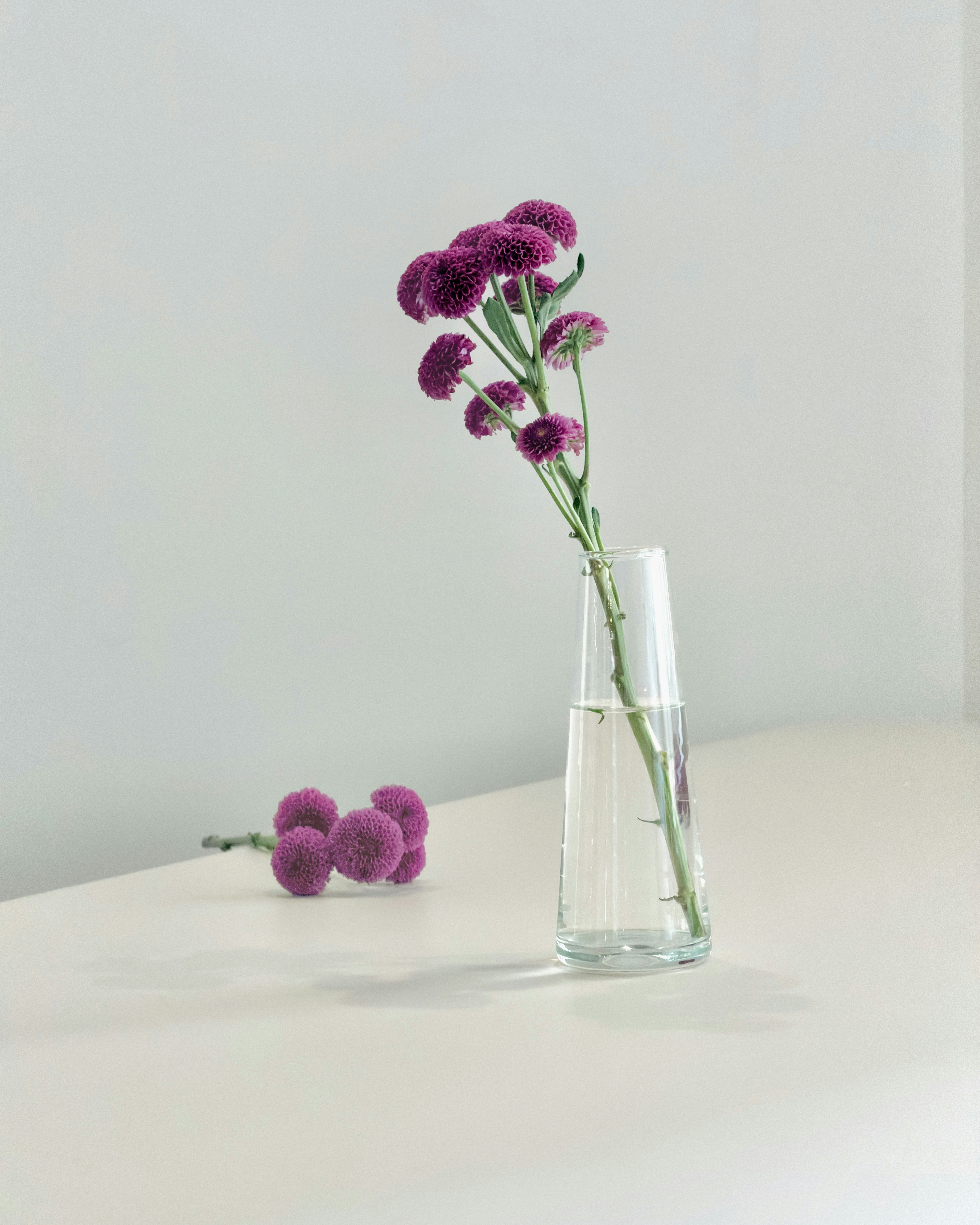 Still life bloom: a single stem elevates a glass vase