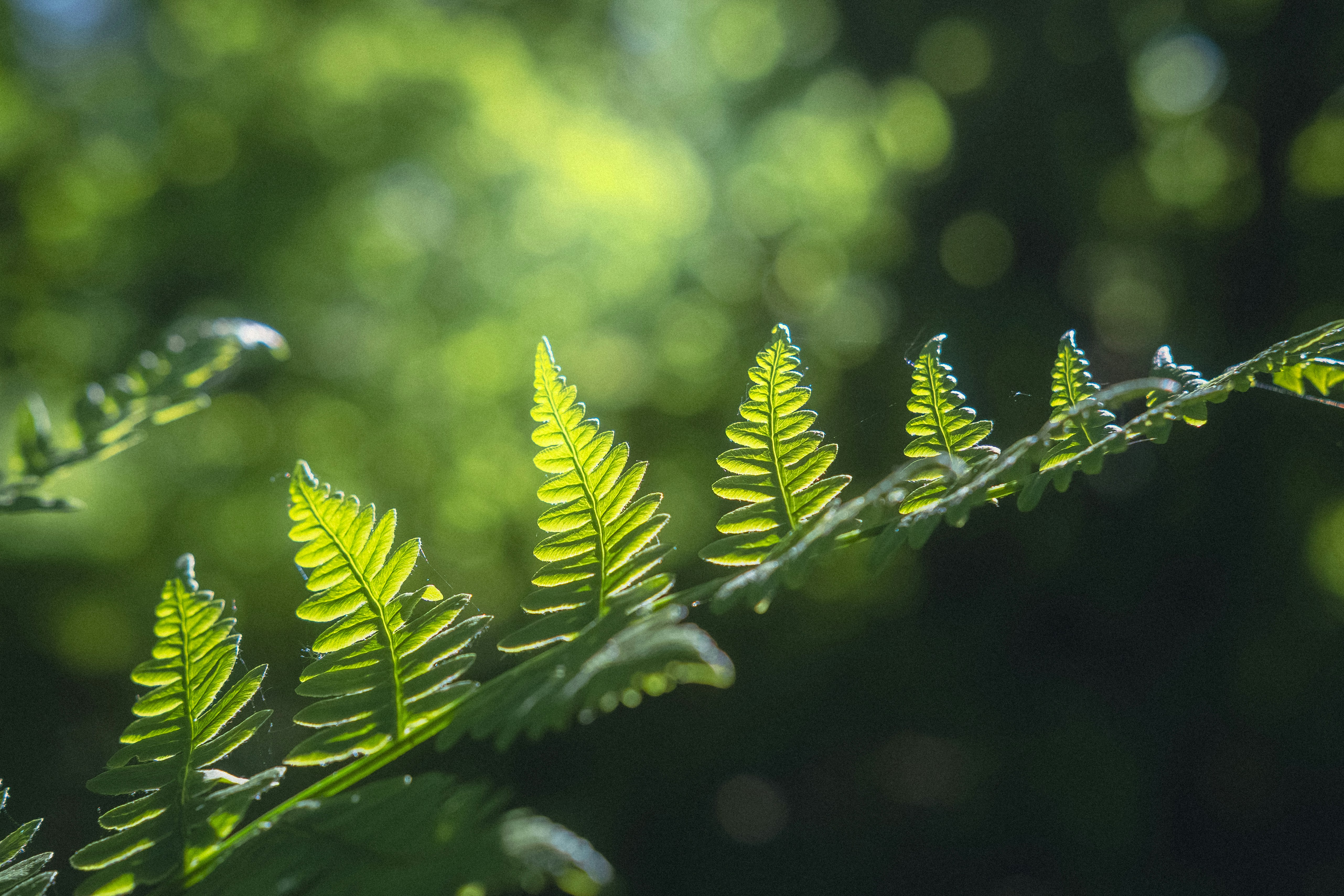 Sunlit Ferns: a delicate line of light on a forest edge
