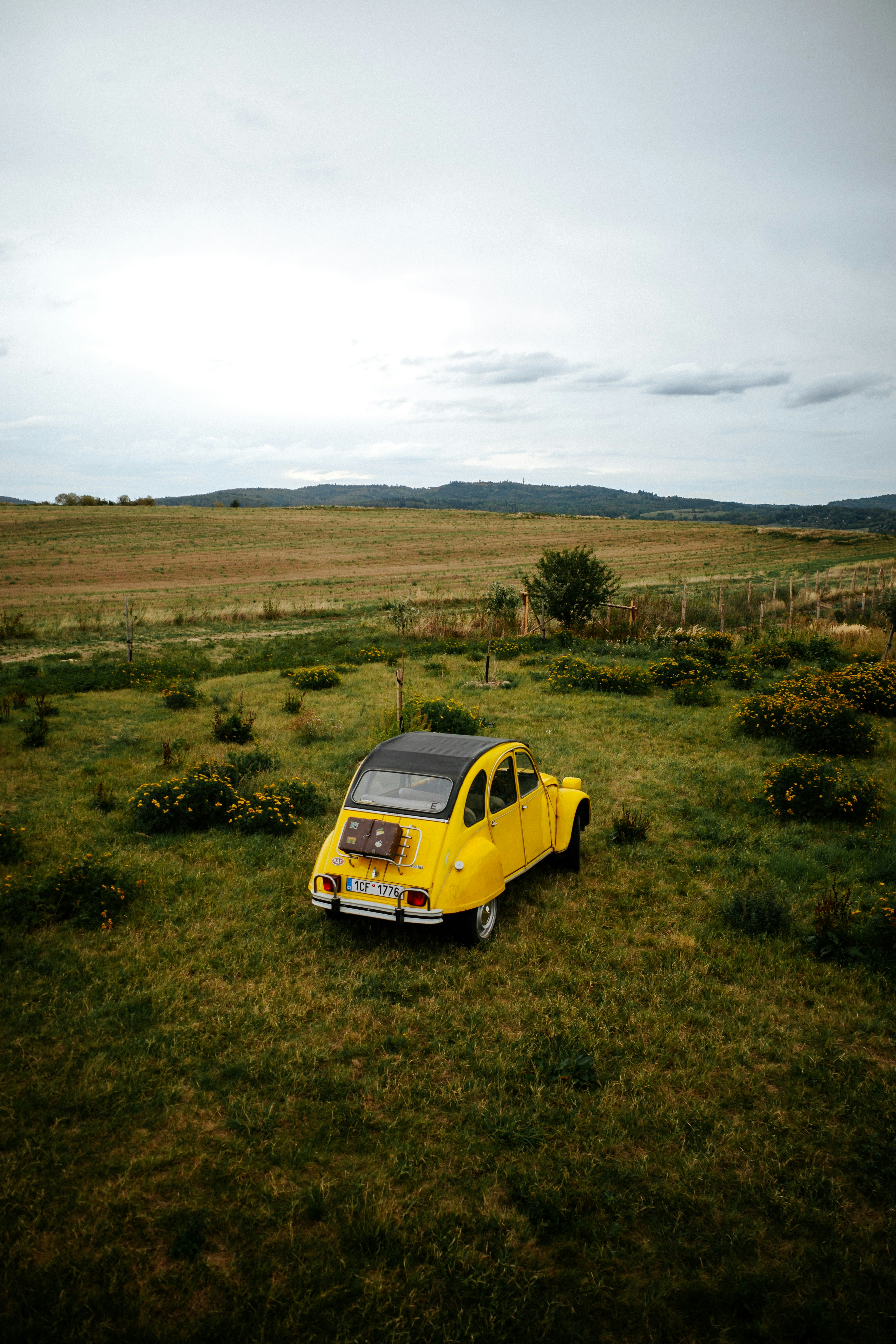 Bright Dune: A Yellow Classic in a Quiet Field