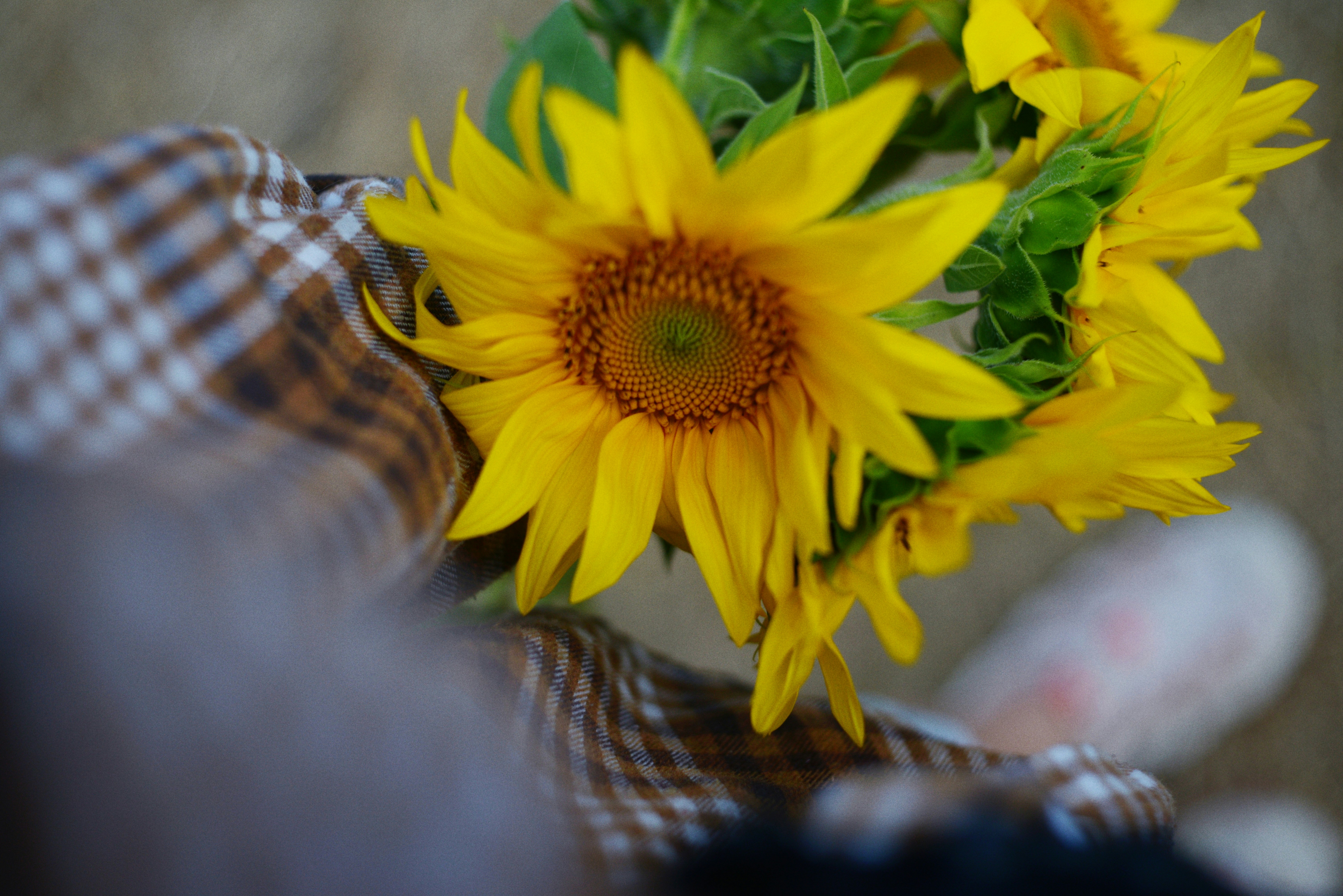 Sunlit Sunflower Close-Up from a Ground-Level Perspective