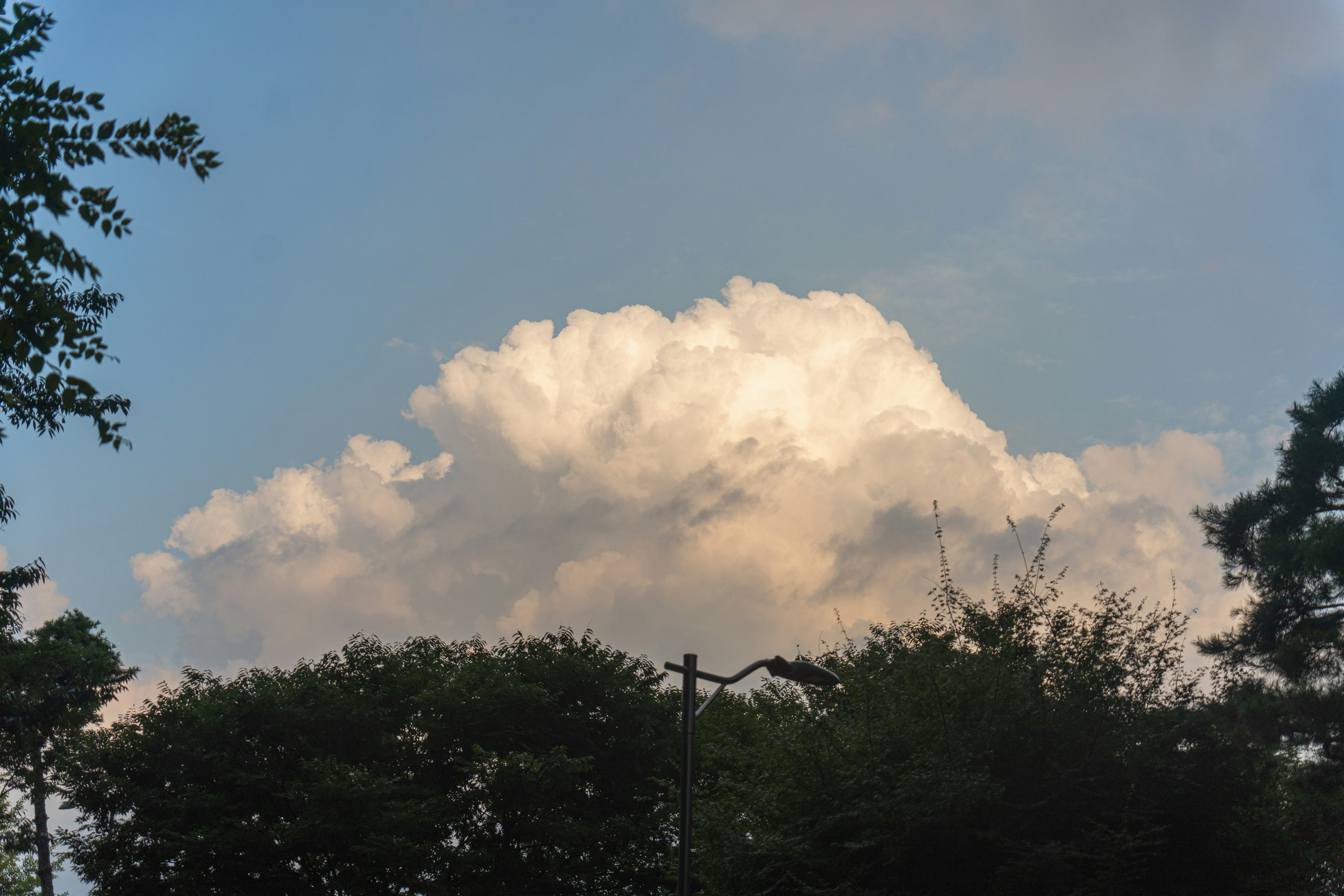 Soft, cumulus cloud glowing above a dark treeline with a street lamp silhouette, capturing a calm urban-park atmosphere.