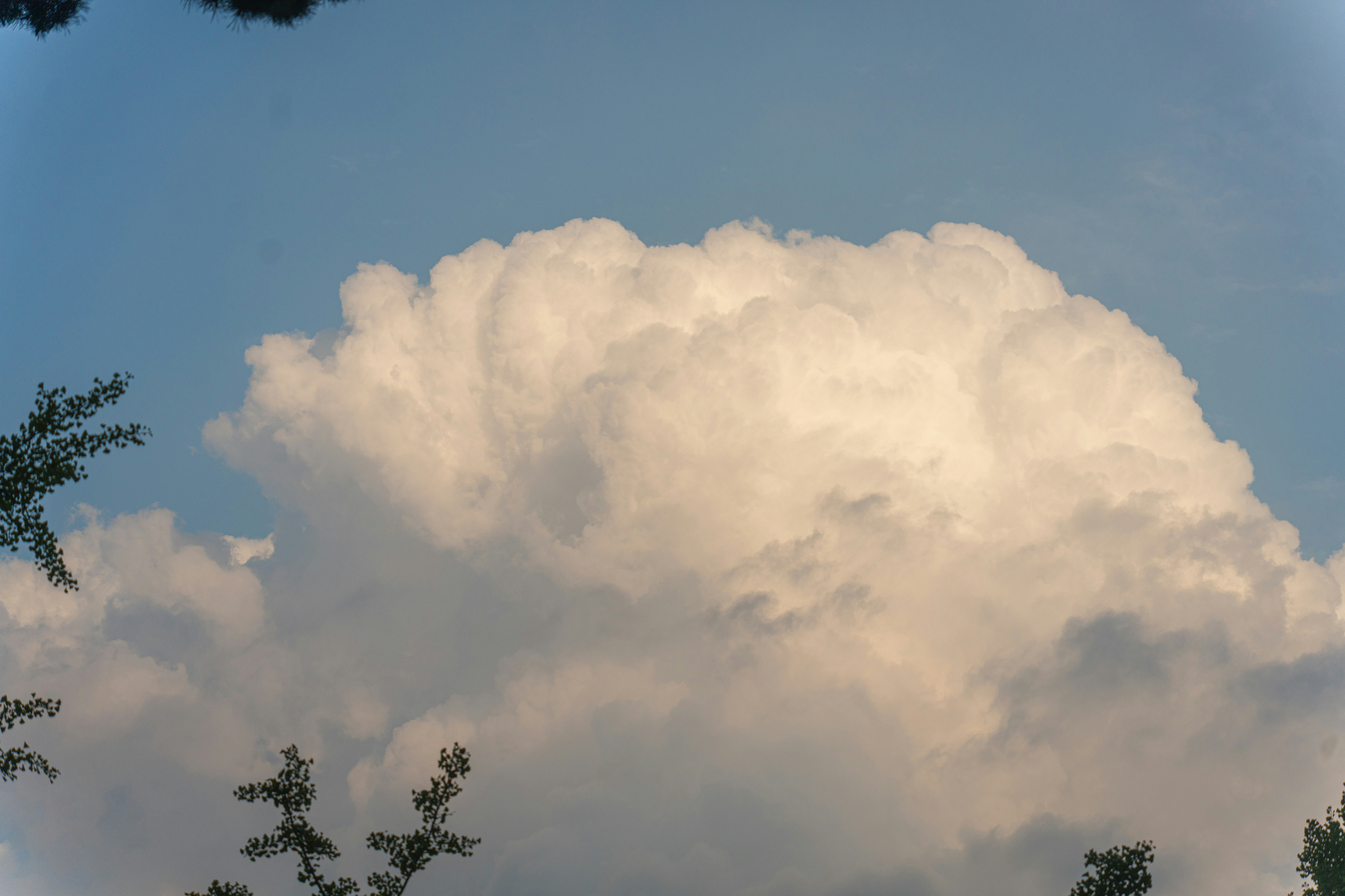 Cloud Cathedral Rising Over Quiet Tree Line