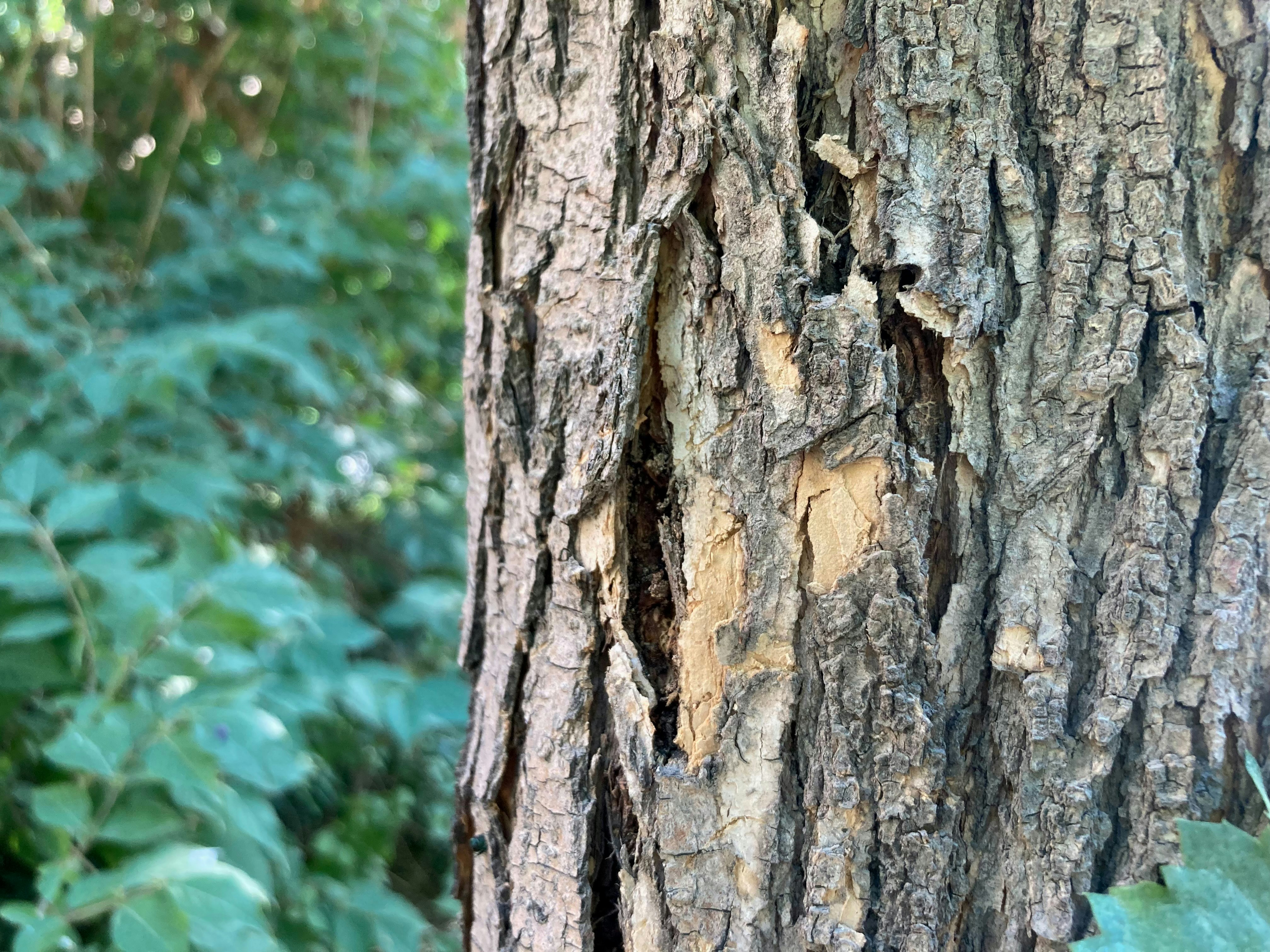 Close-up of rough tree bark with surrounding green foliage providing context for a woodland scene.