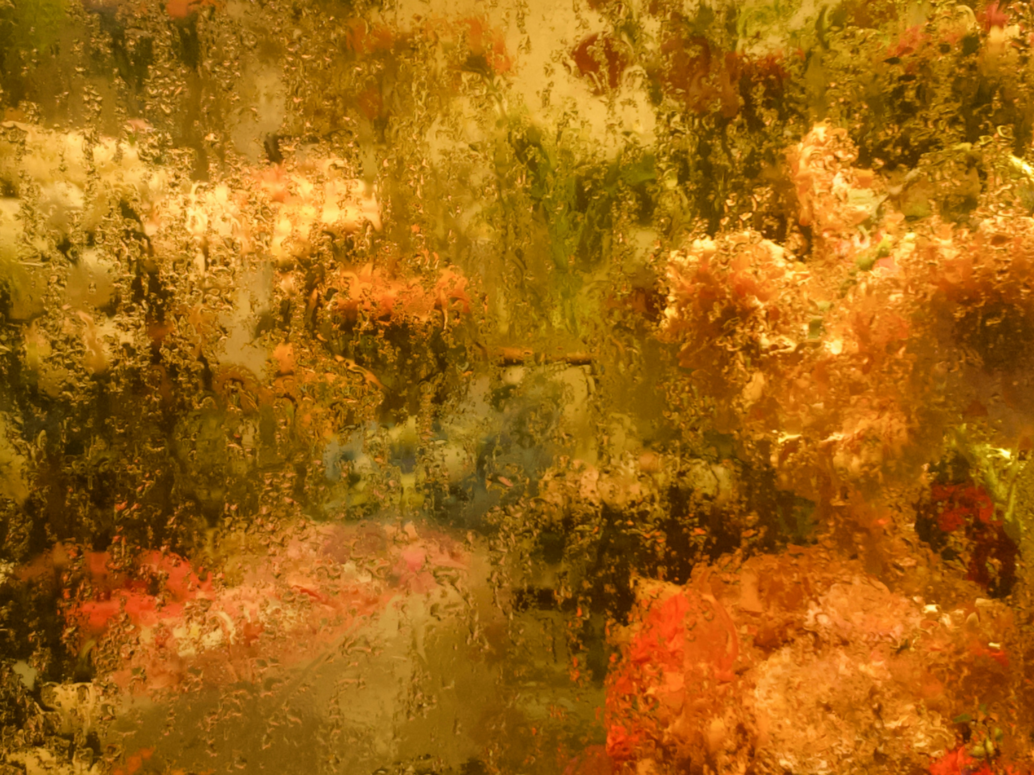 Autumnal Blur: Velvet Gardens Through Rain-Splotched Glass