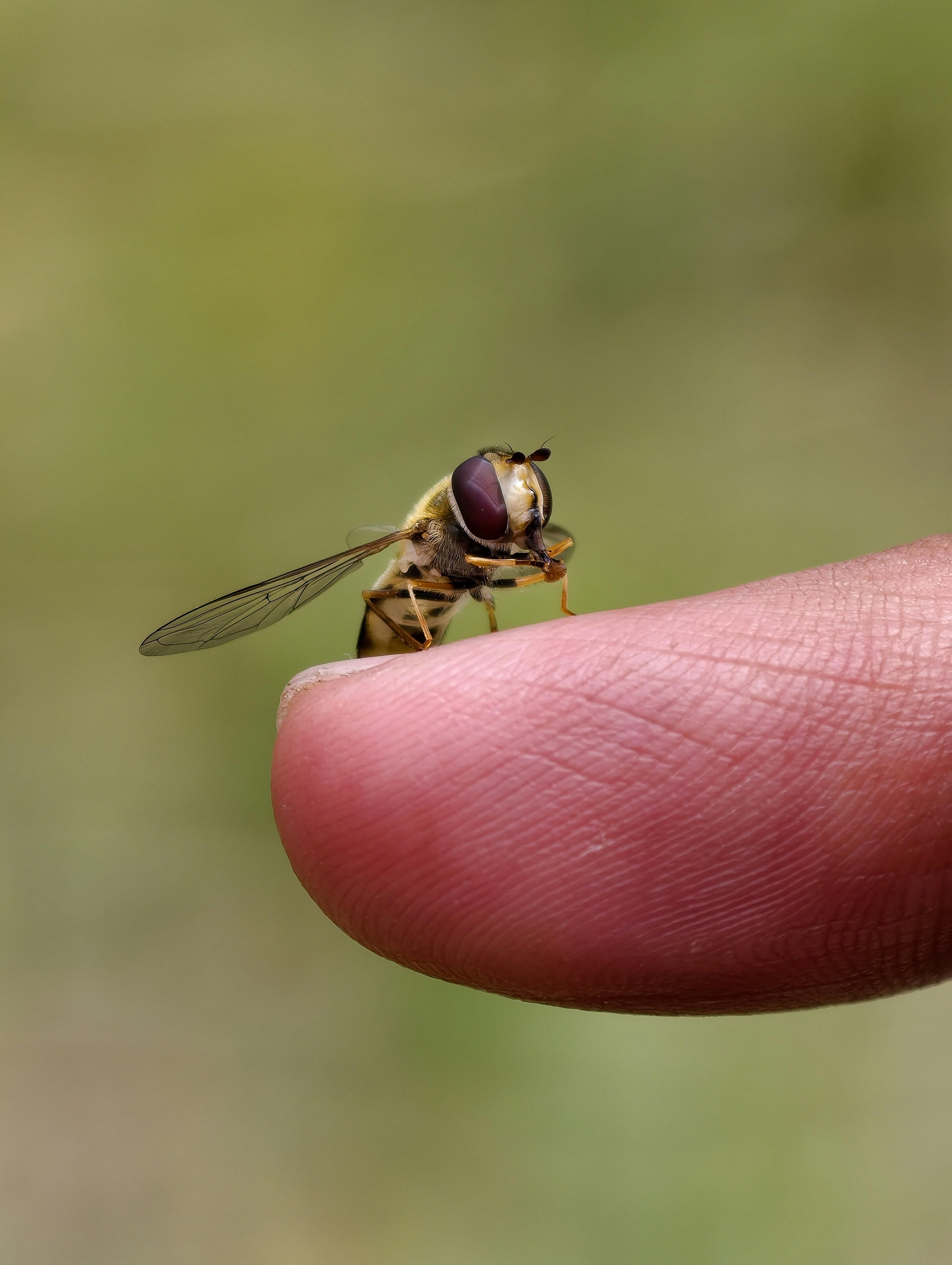 A Hovering Macro: A Hoverfly Perched on a Thumb