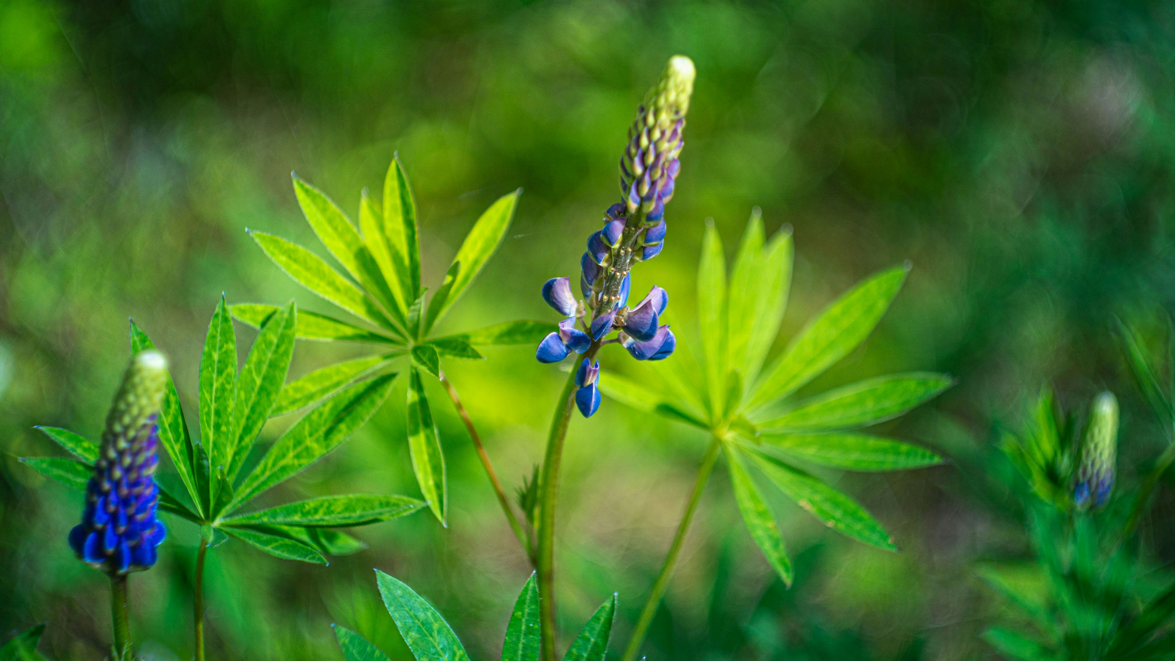 Vibrant Lupine Glow: A Close-Up of Neon Green Foliage and Delicate Blue Spikes