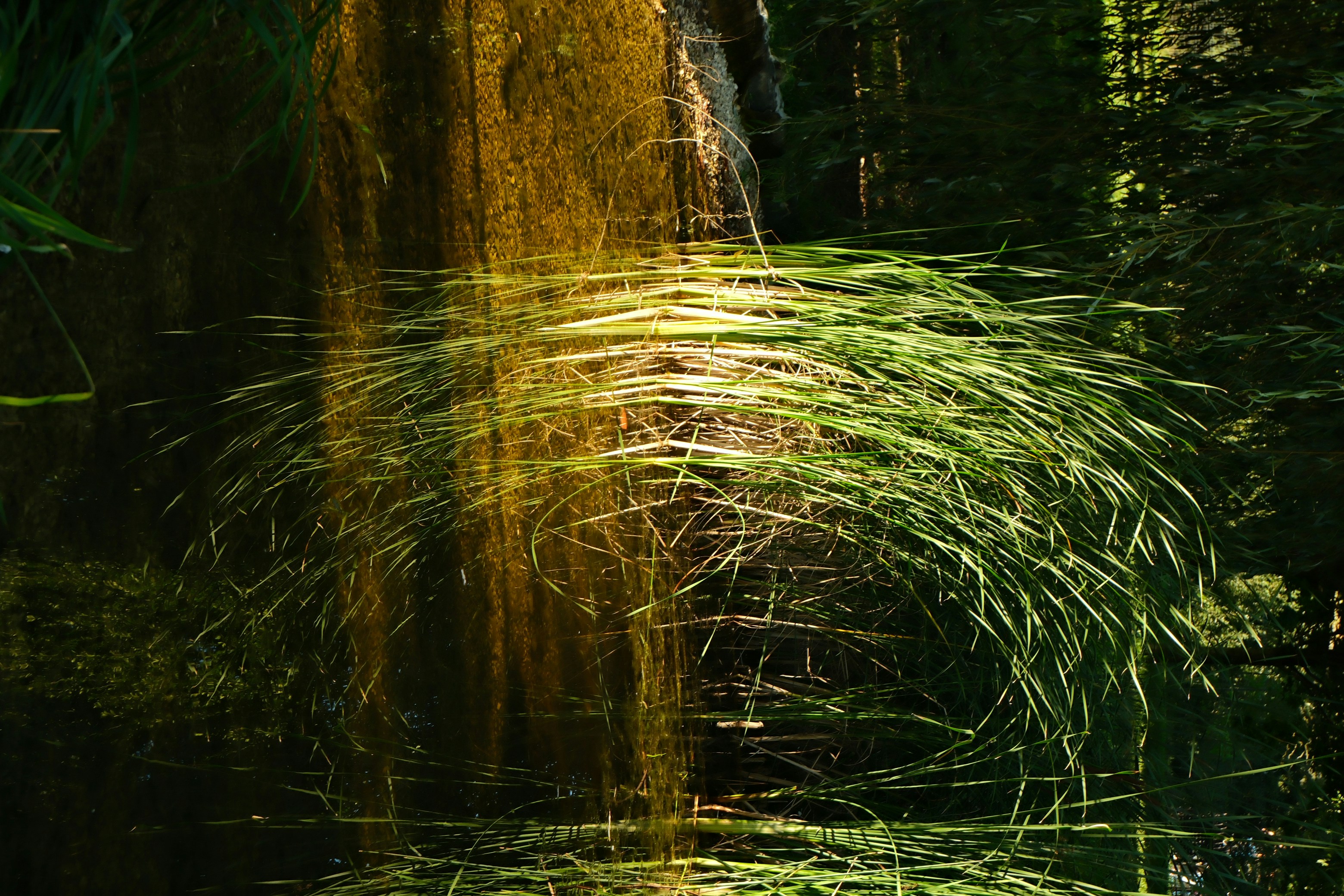 Soft, golden reeds skim the surface of a still lake, creating circular reflections in a dark woodland setting.