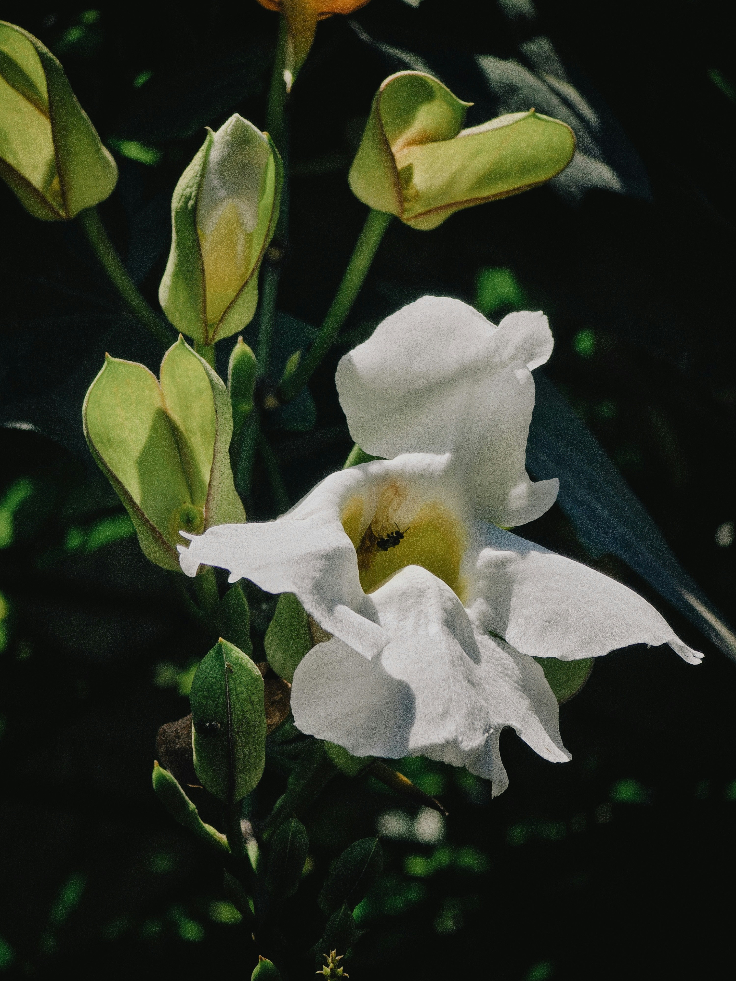 White Bloom Emerging from Shadowed Foliage