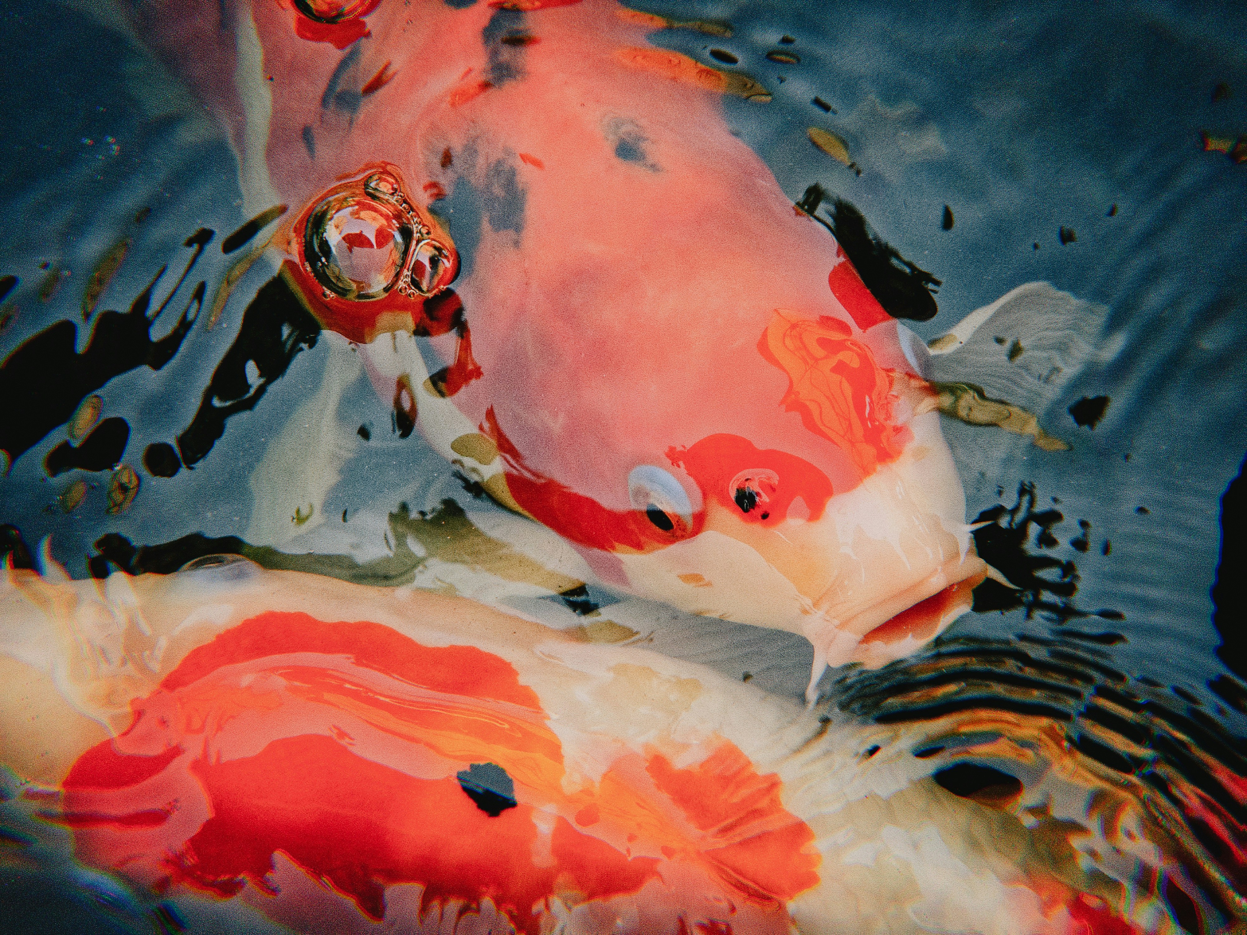 Koi Portrait in Colored Ripples