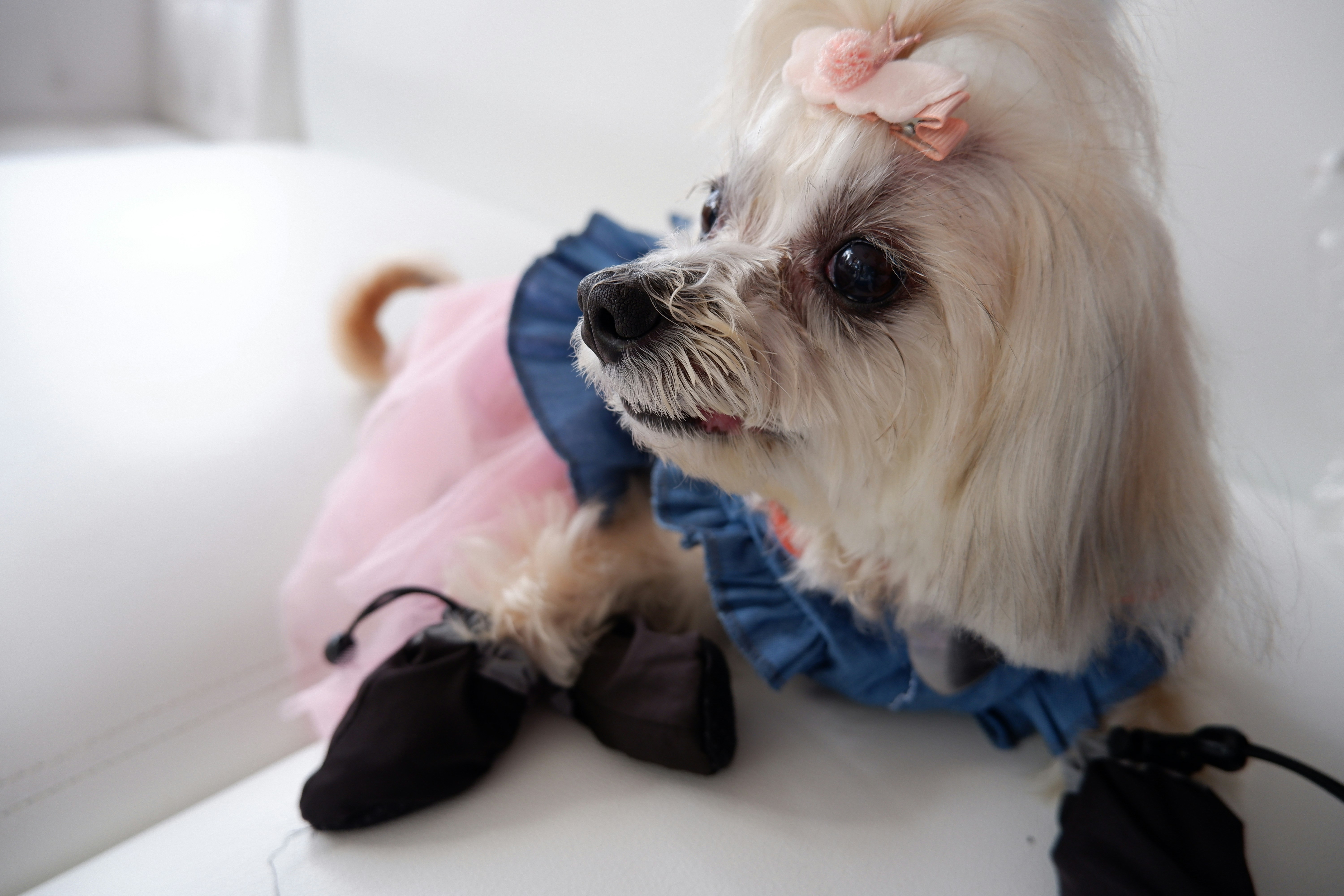 Pet in Pink: A Tiny Pup in Dress-up Portrait