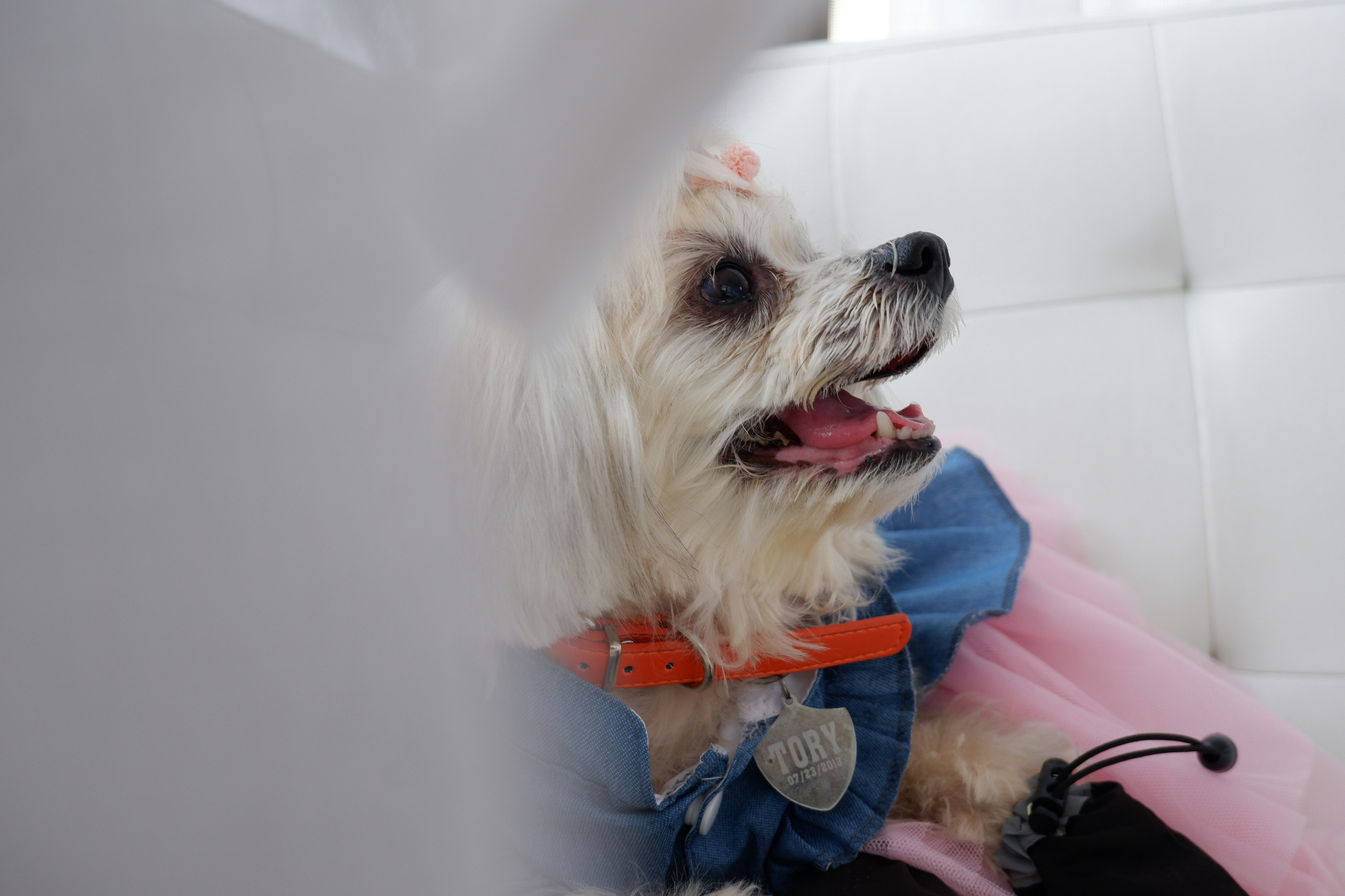 Fluffy Pup in Soft Couture: A Curious Peek from the Couch