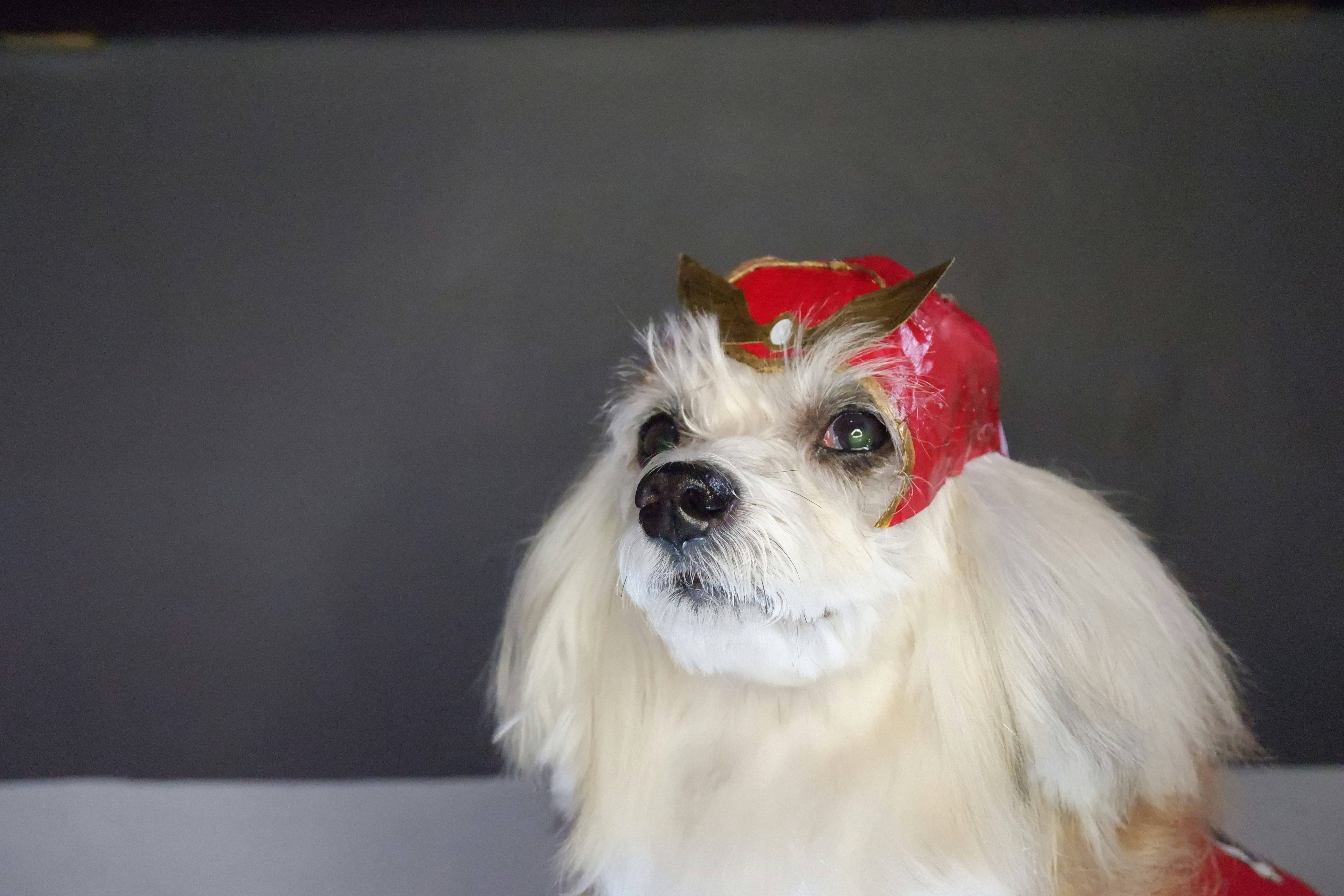 Red-Caped Poodle: Portrait with a Pop of Color