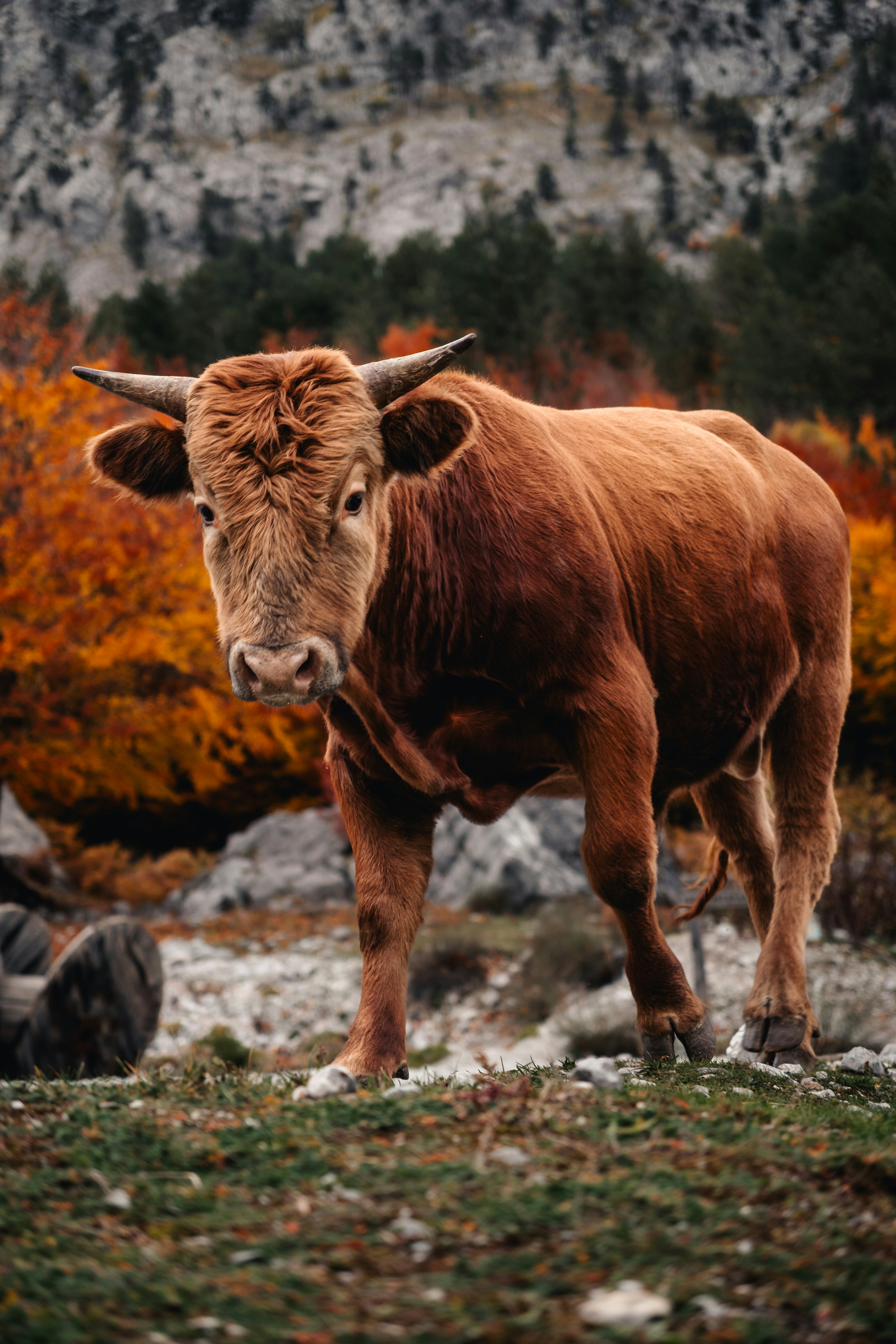 Autumn Bull in Focus: A Highland Stare Amid Fiery Foliage