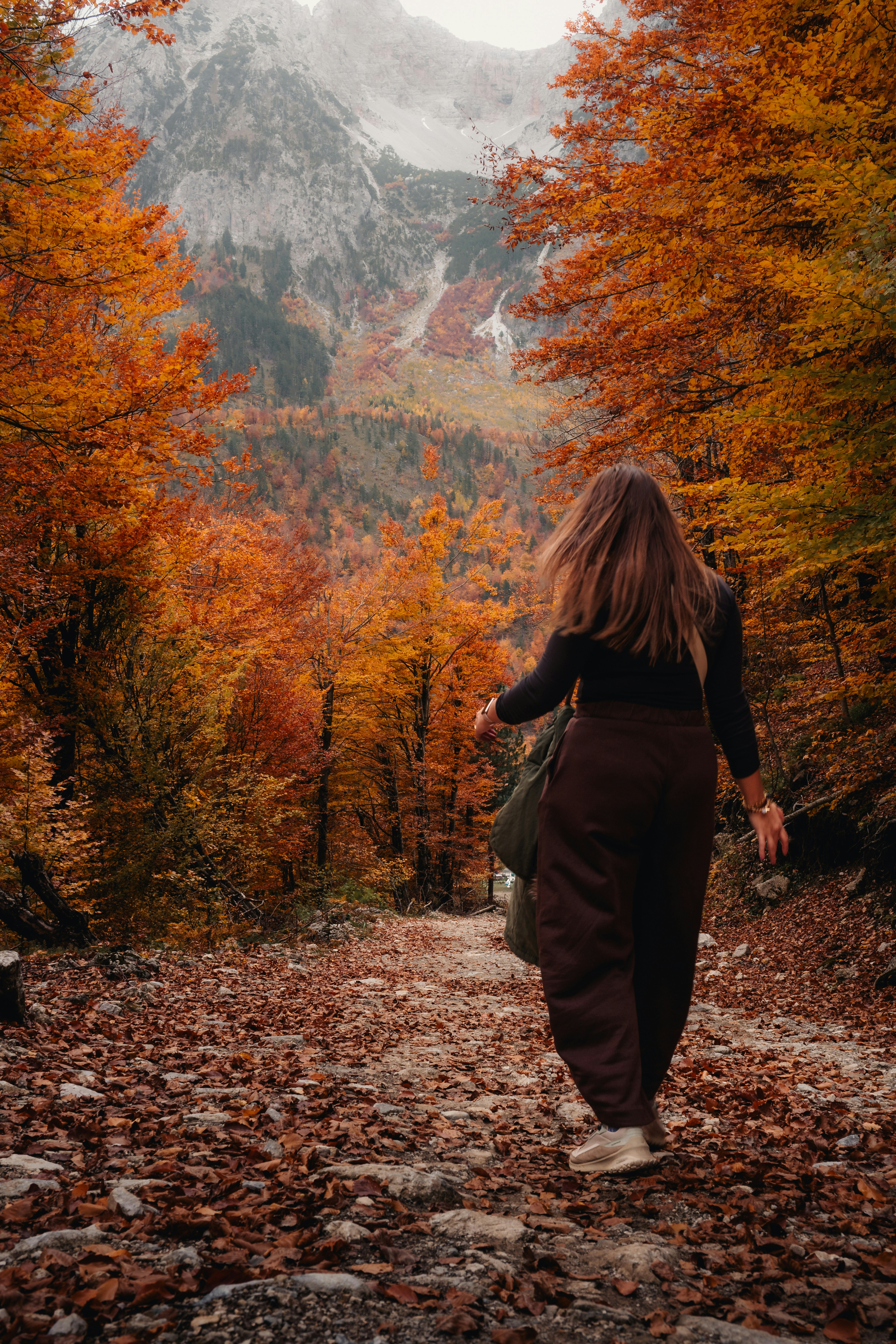 Autumn Path: A Quiet Walk Through Firelit Pines