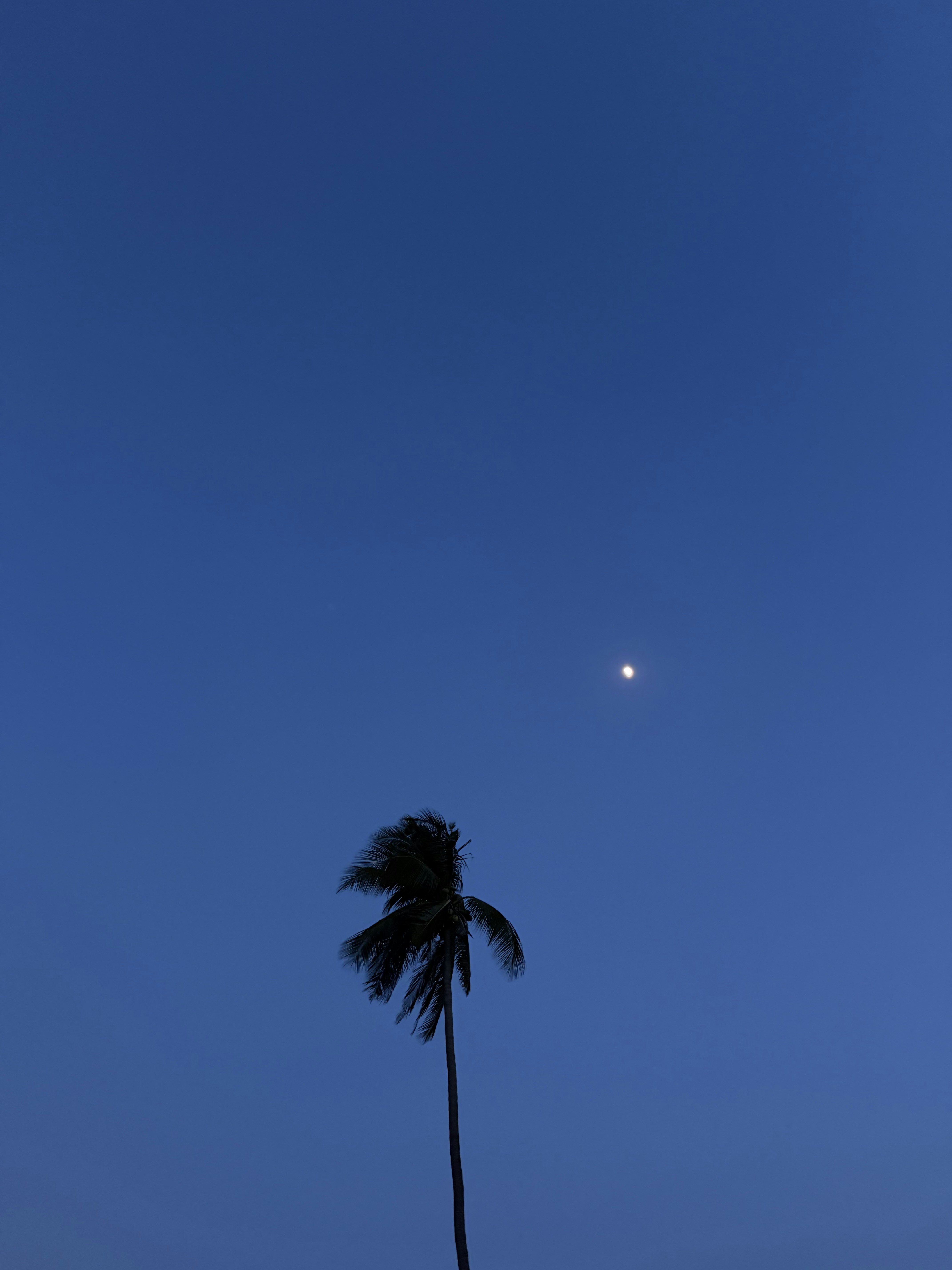 Moonlit Palm Under a Quiet Evening Sky